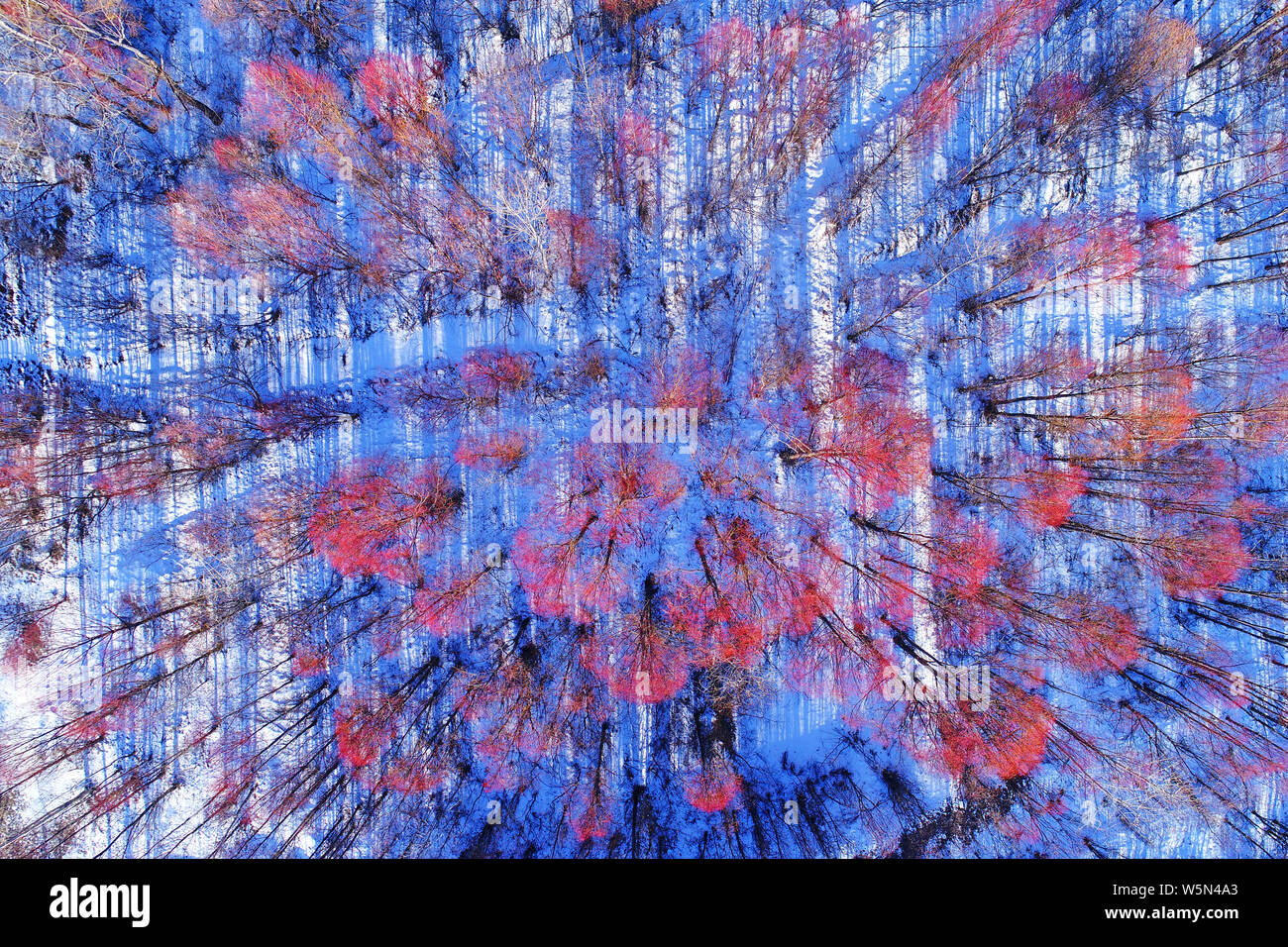 Landscape of the willow forest covered with snow in Hulunbuir city ...