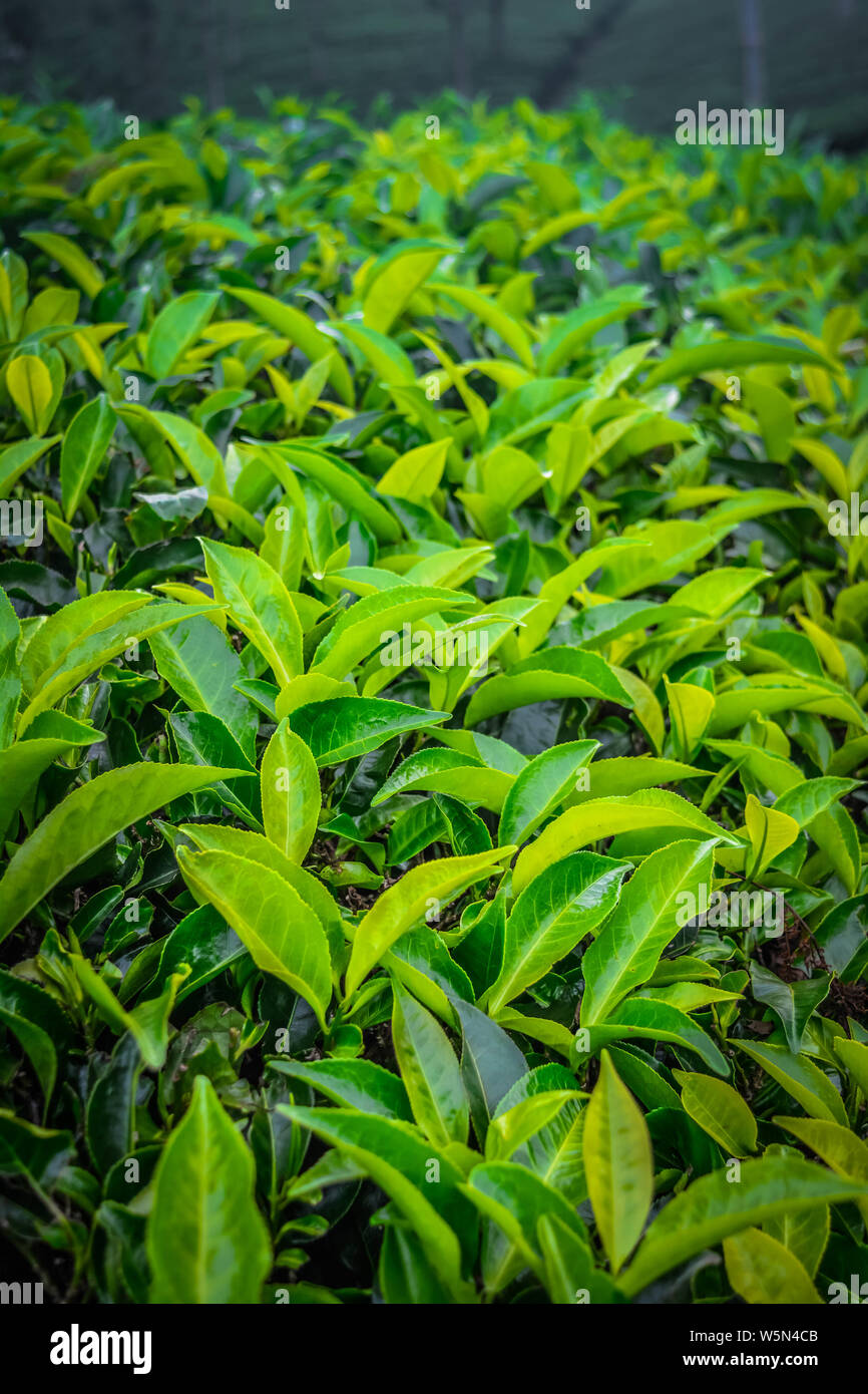 Eating tea leaves hi-res stock photography and images - Alamy