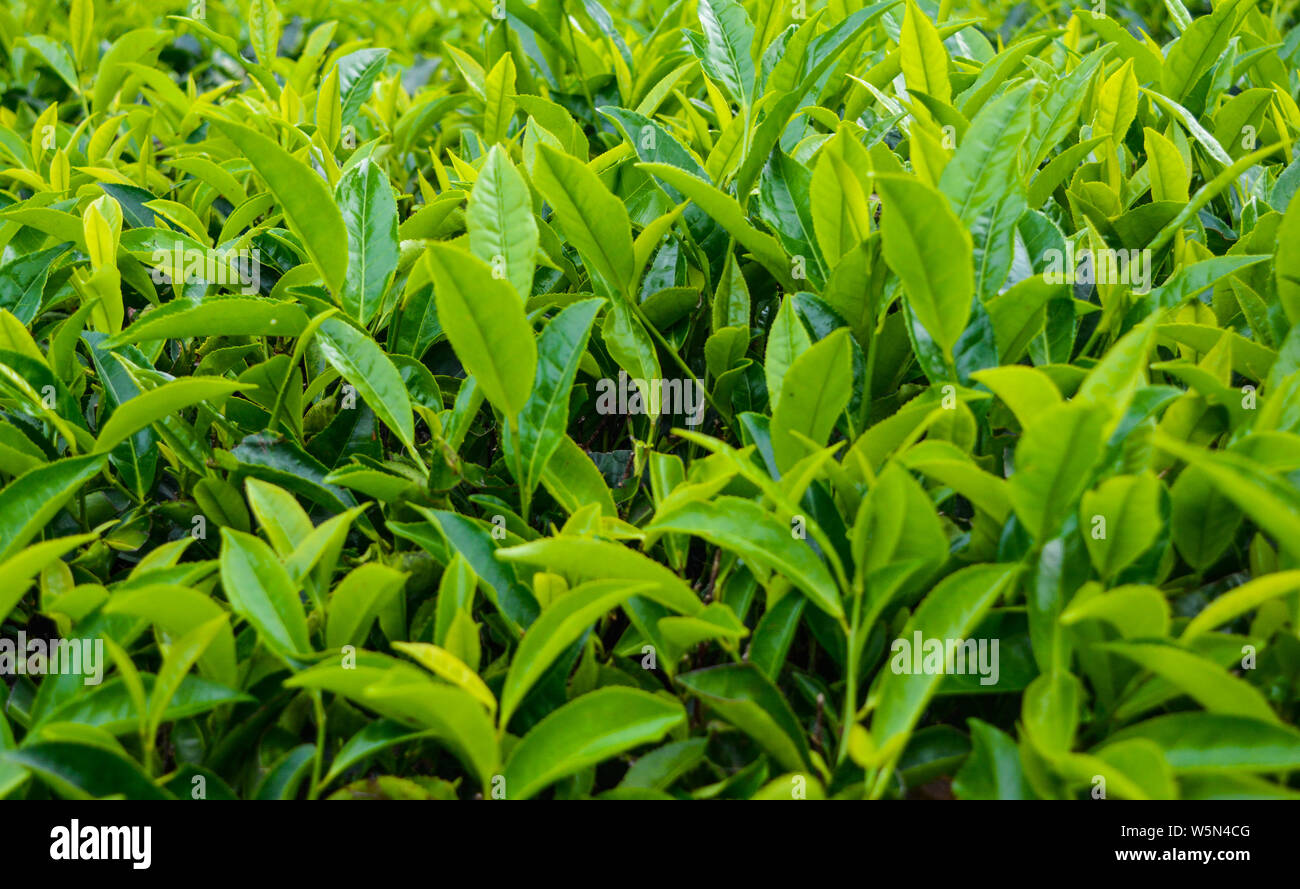 Tea leaf close up plant foreground hi-res stock photography and images ...
