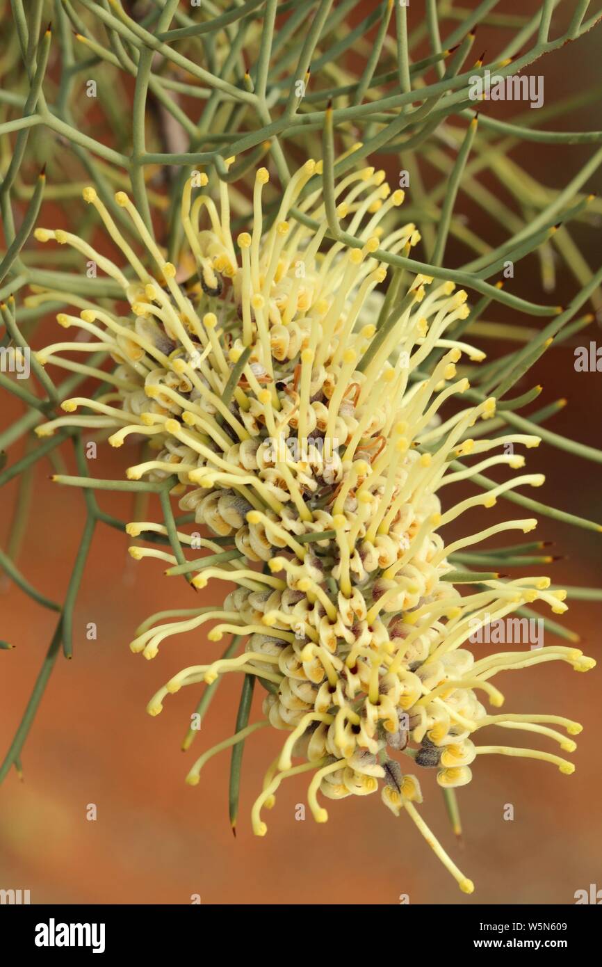 Hakea Dream - Flowers Amongst the Needles Stock Photo - Alamy