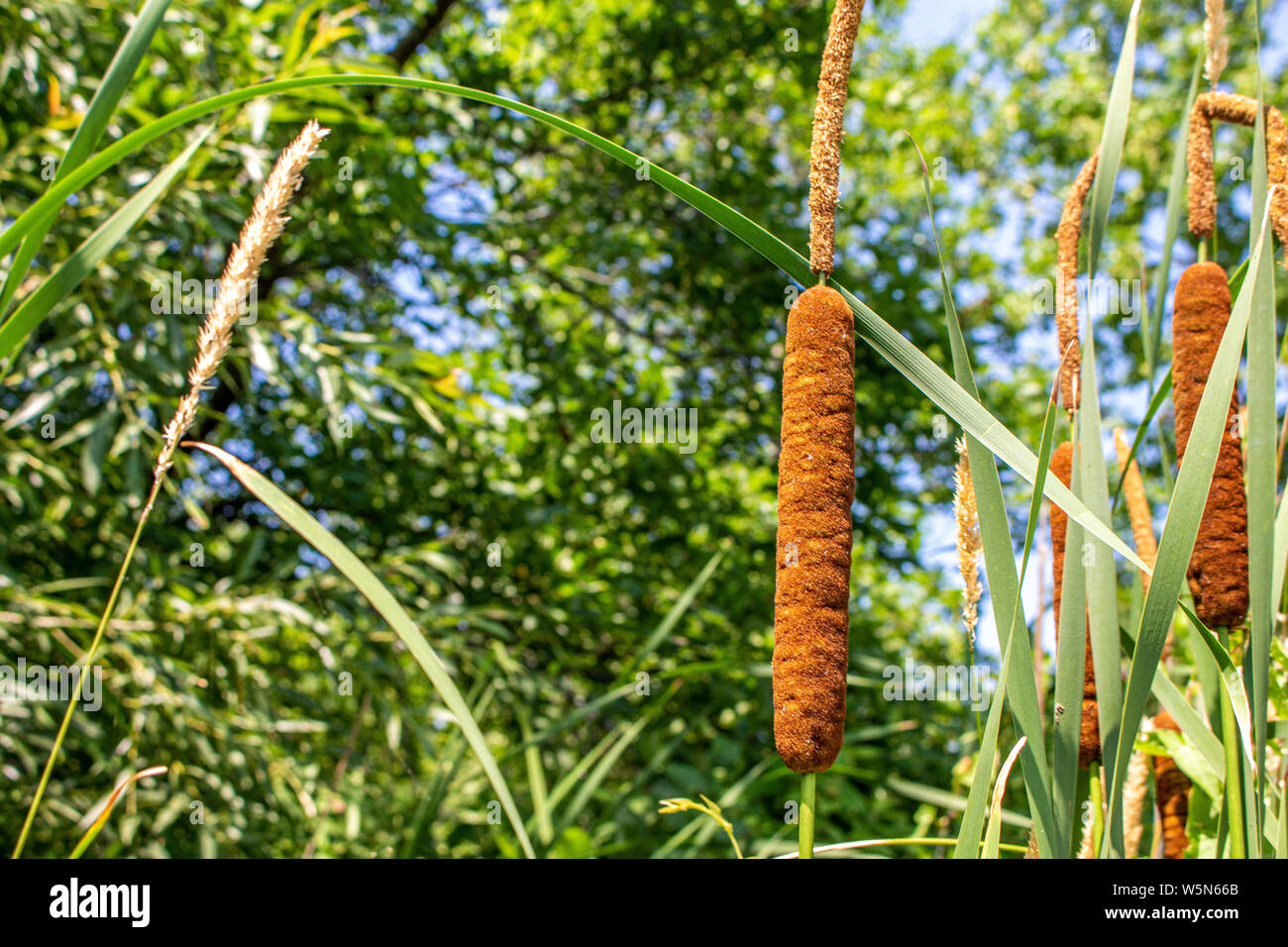 Cattails are viewed up close among the tops and blades of other foliage ...