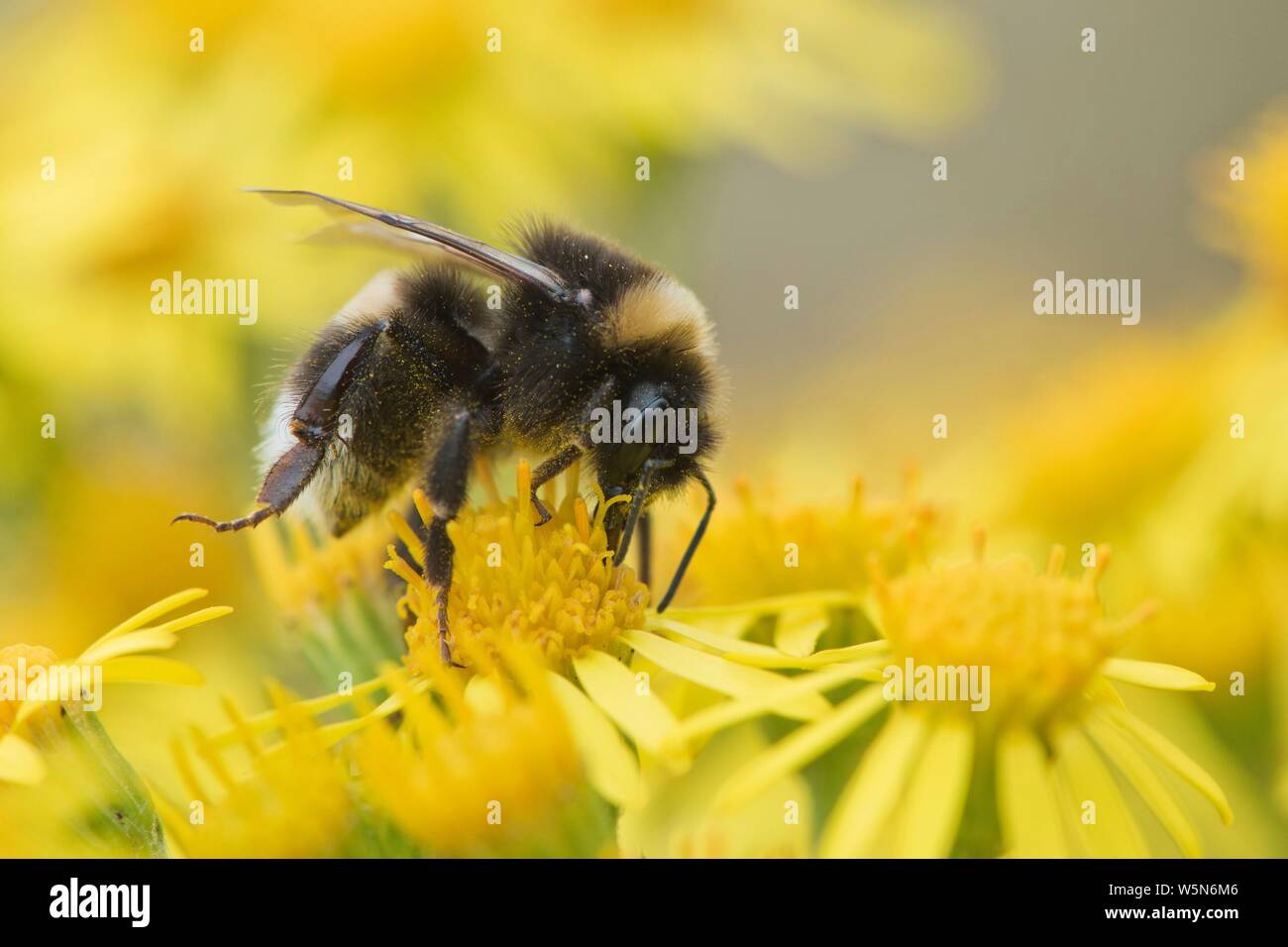 Large earth bumblebee (Bombus terrestris) on Ragwort (Senecio jacobaea ...