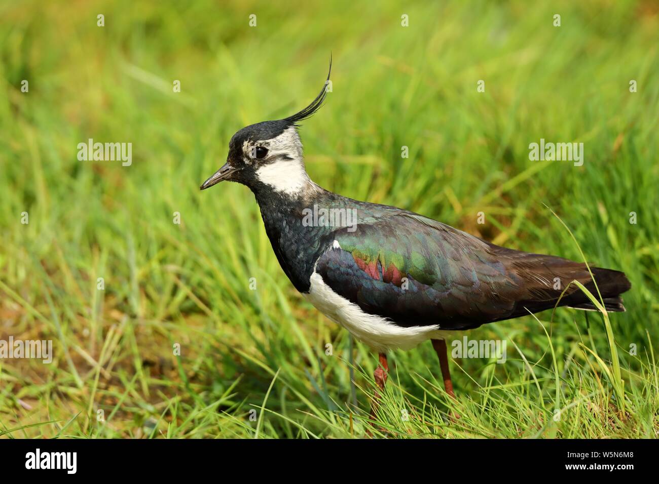 Dummer nature park hi-res stock photography and images - Alamy