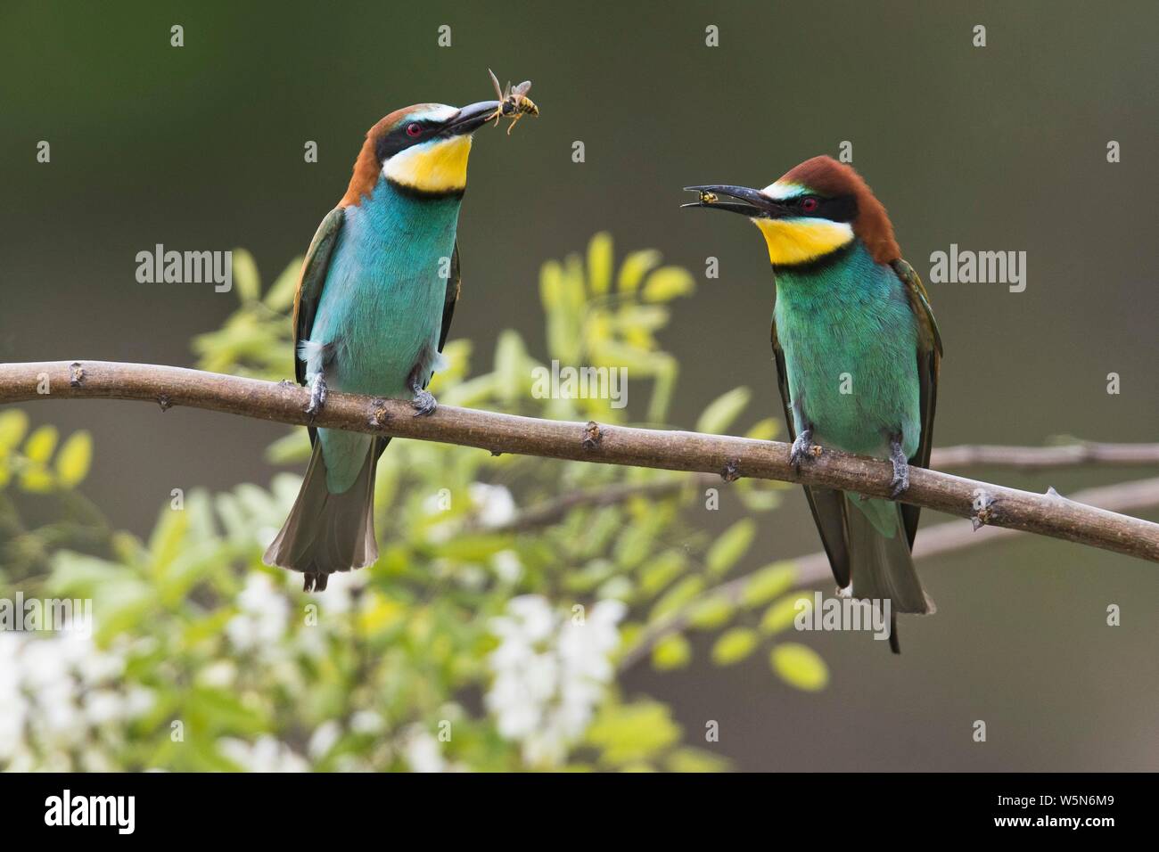 Male and female bee eaters hi-res stock photography and images - Alamy