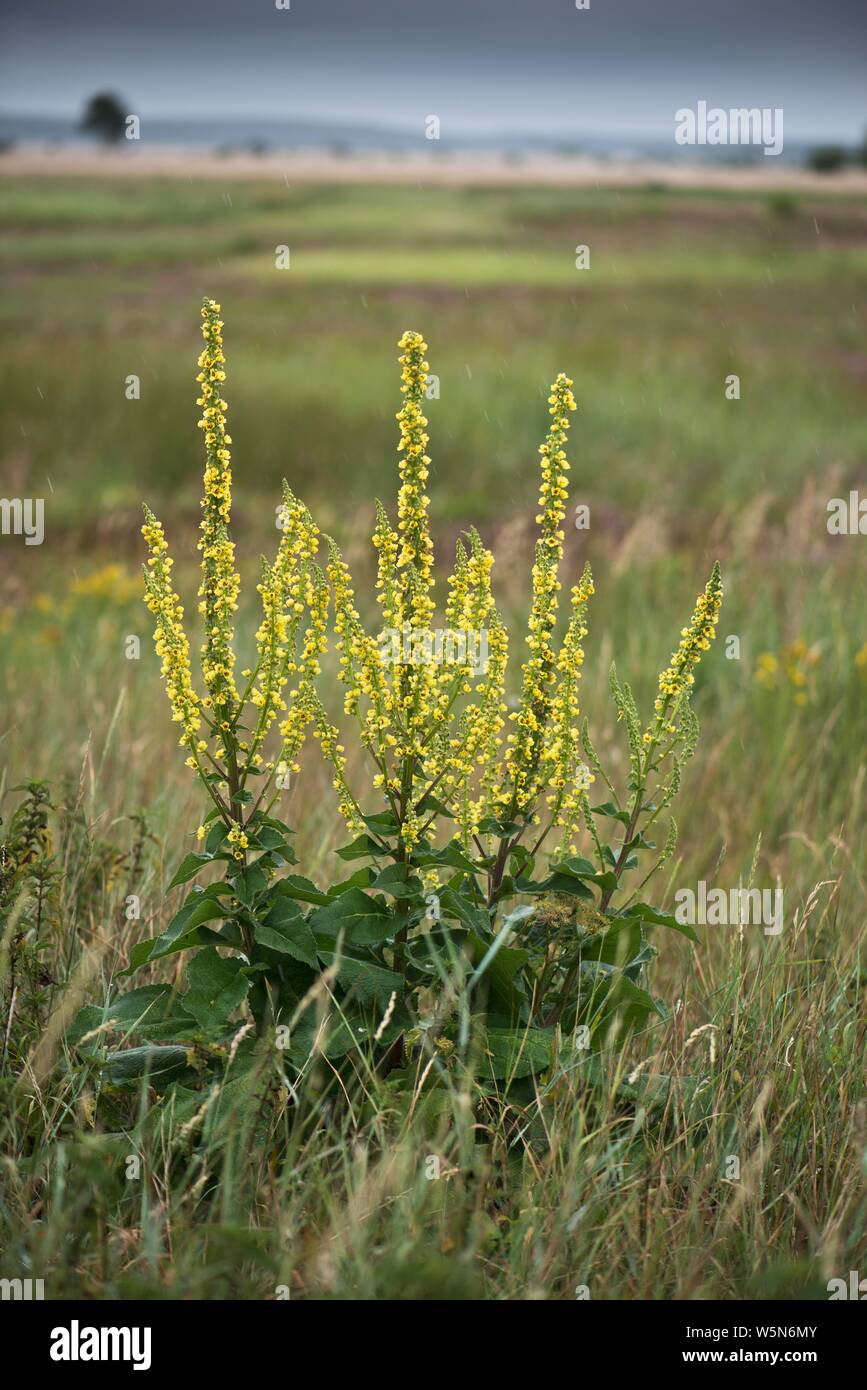 Dark mullein (Verbascum nigrum), Emsland, Lower Saxony, Germany Stock ...