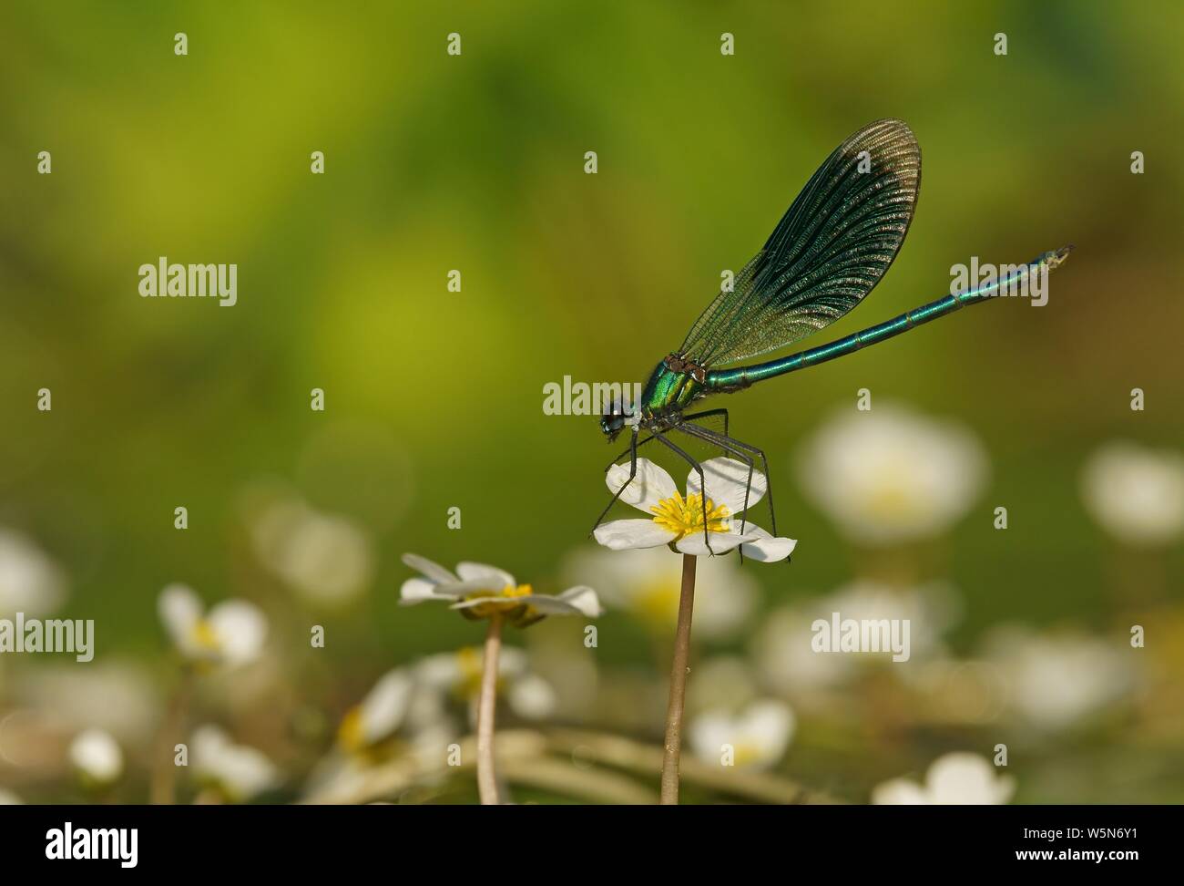 Banded demoiselle (Calopteryx splendens), male on flower, River water ...