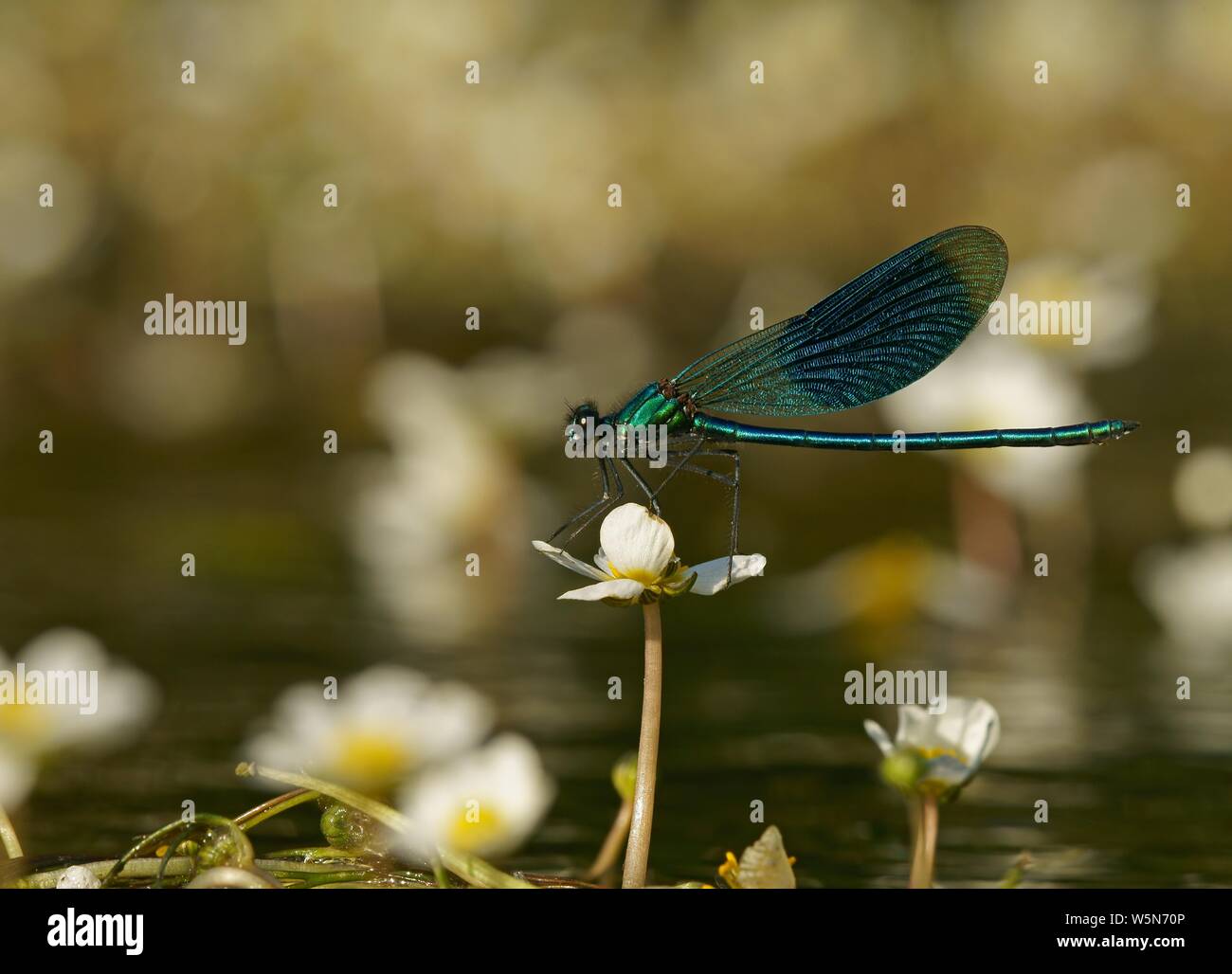 Banded demoiselle (Calopteryx splendens), male on flower, River water ...