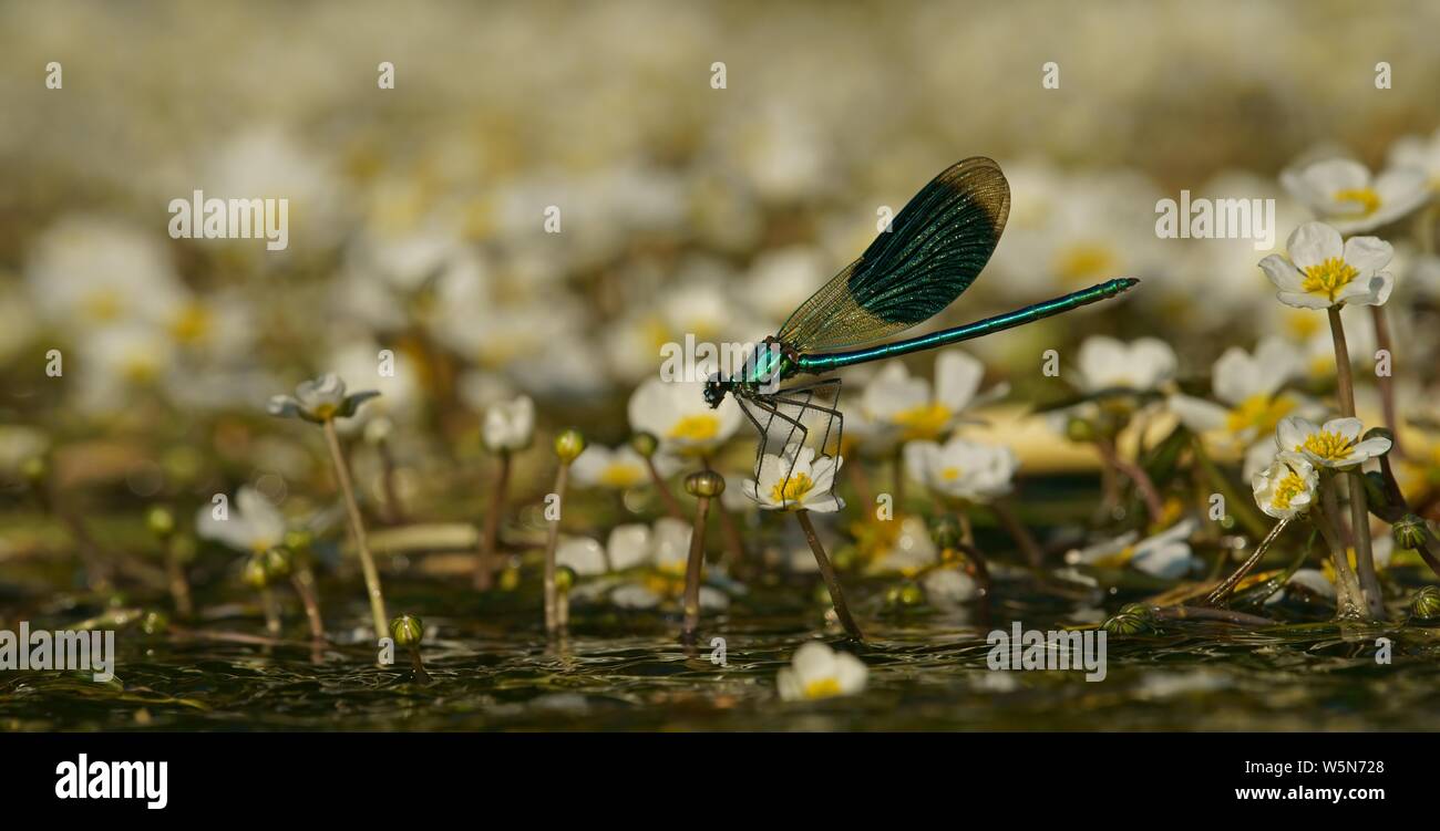 Banded demoiselle (Calopteryx splendens), male on flower, River water ...