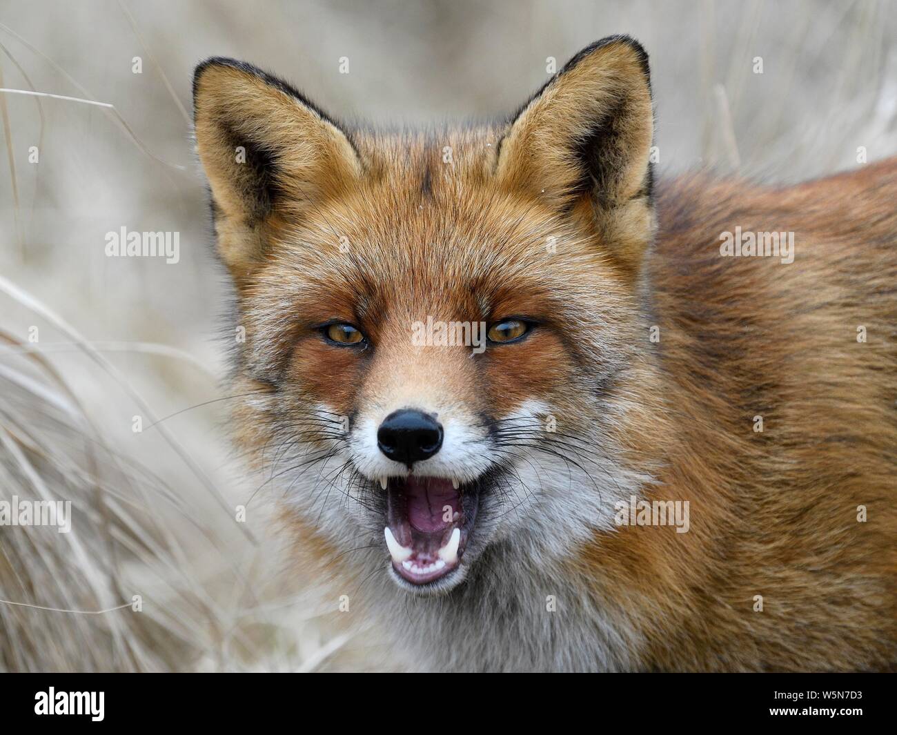 Red fox (Vulpes vulpes), with open mouth and erect ears, animal ...
