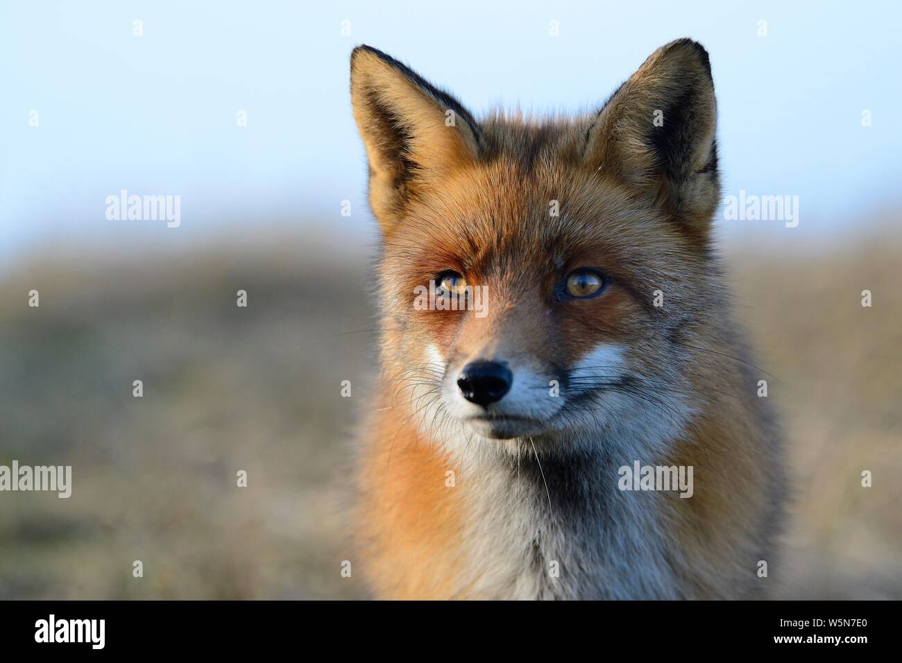 Red fox (Vulpes vulpes), alert, animal portrait, Waterleidingduinen ...