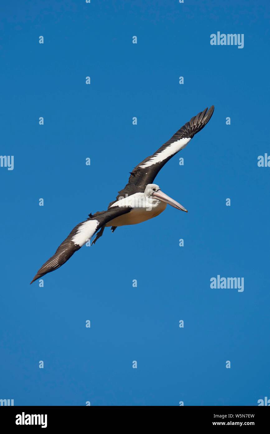 Australian pelican (Pelecanus conspicillatus), flying, Australia Stock ...