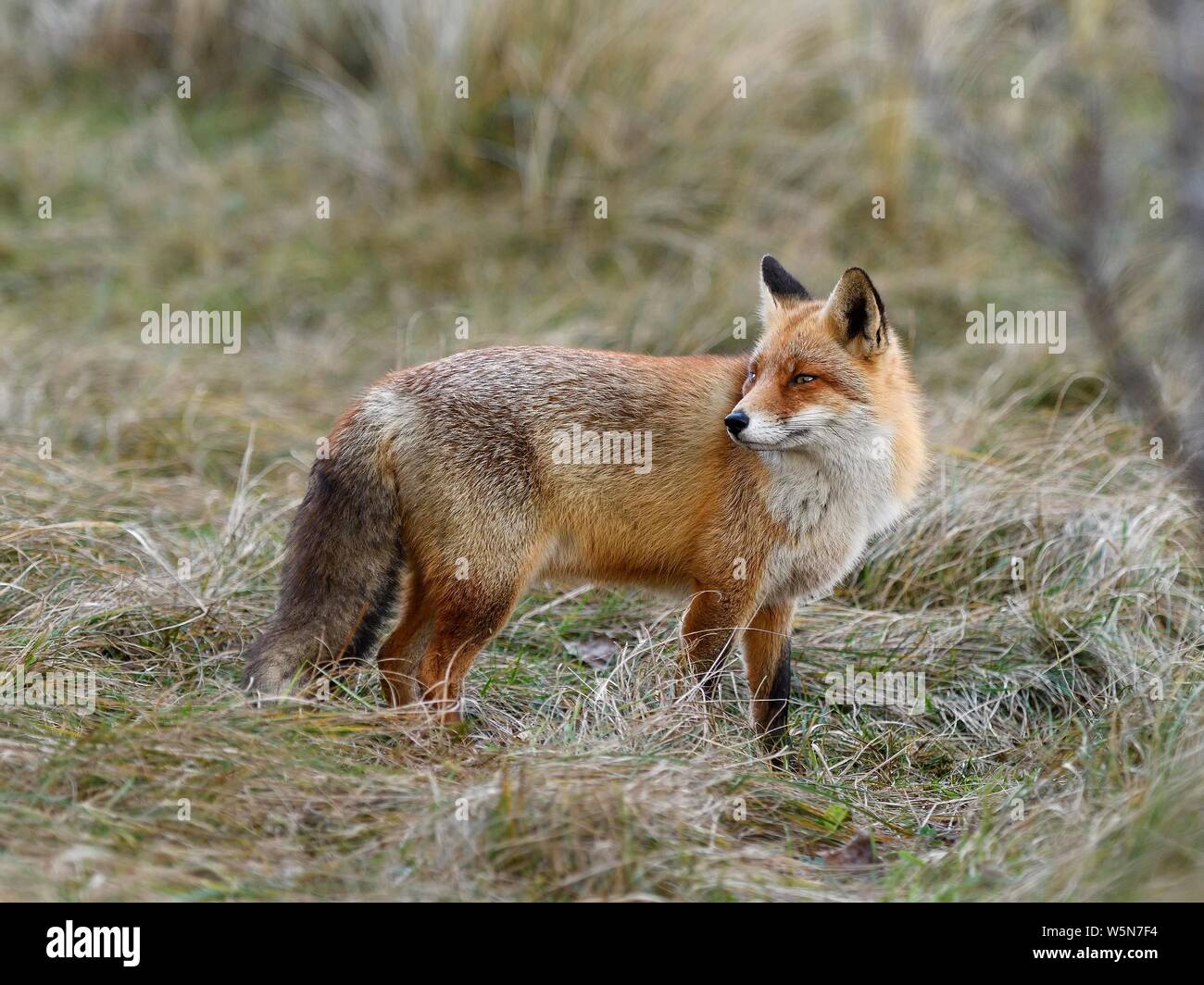 Red fox (Vulpes vulpes), standing and looking backwards ...