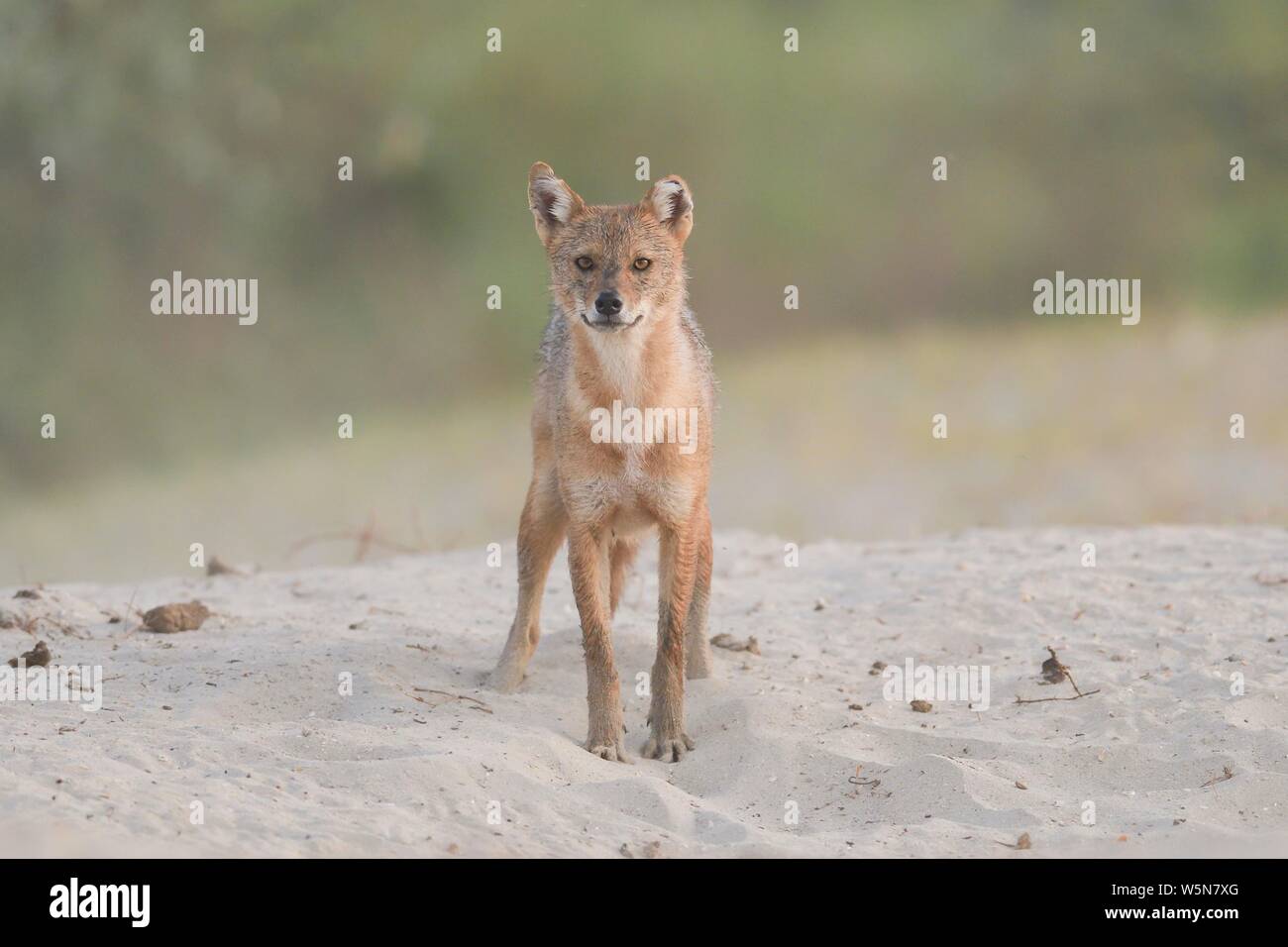 Golden jackal (Canis aureus) standing on sandy ground, Danube delta Romania Stock Photo - Alamy