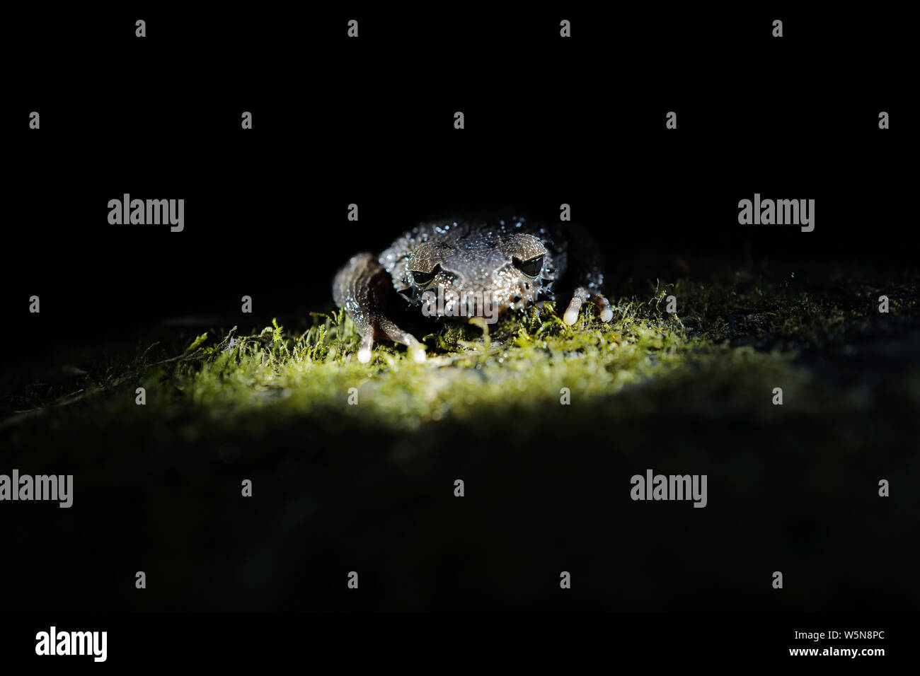 An amphibian of leptobrachium ailaonicum, variously known as the Ailao ...