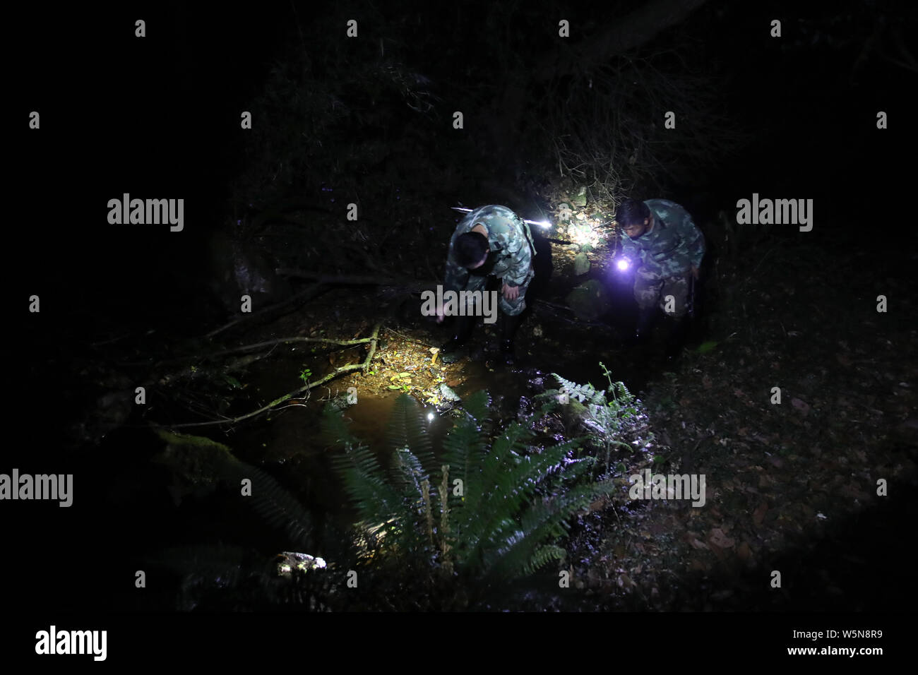 An amphibian of leptobrachium ailaonicum, variously known as the Ailao ...