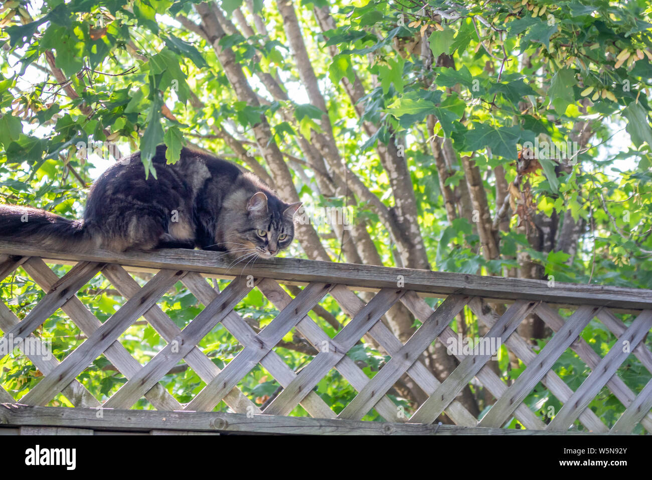 A grey and brown cat looks down from its perch on a suburban backyard ...