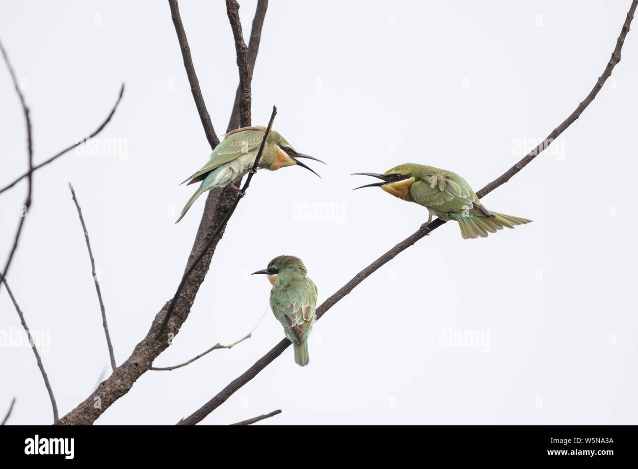 The blue-cheeked bee-eater (Merops persicus) Birds resting on bare tree ...