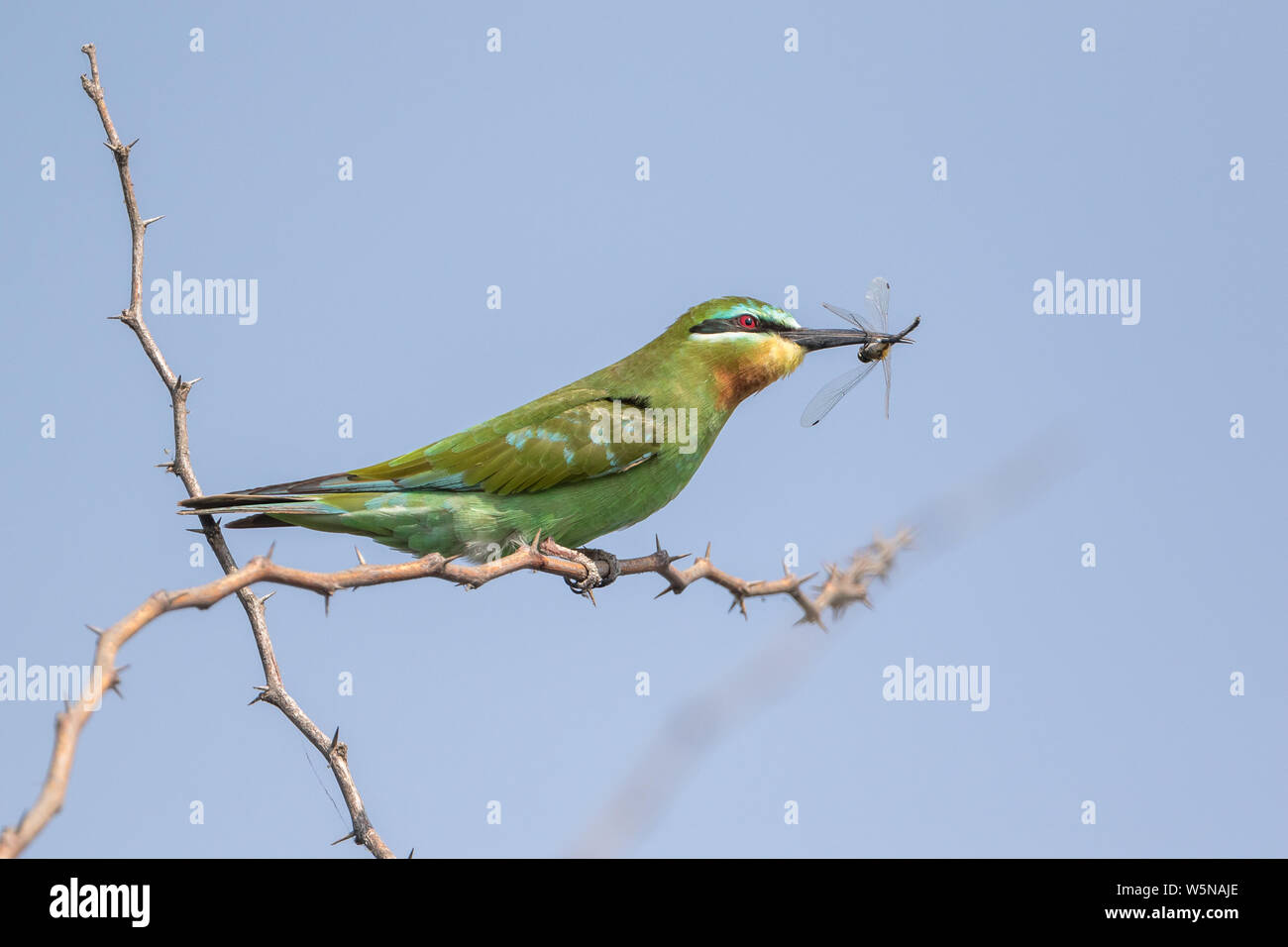 The blue-cheeked bee-eater (Merops persicus) resting on bare tree ...