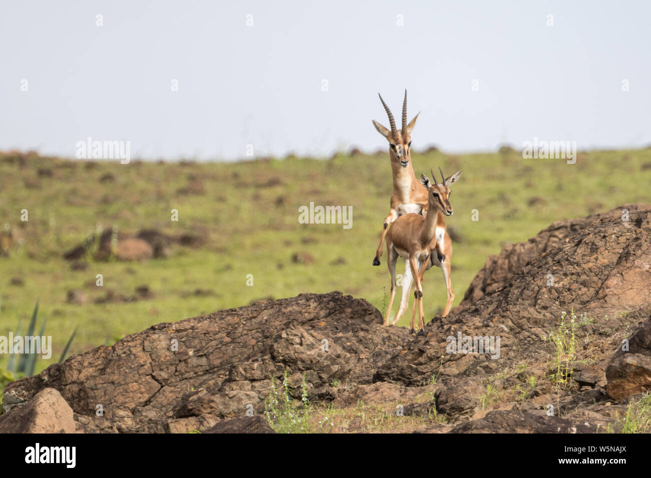 Wild Chinkara (gazella bennettii) aka Indian Gazelle mating in ...