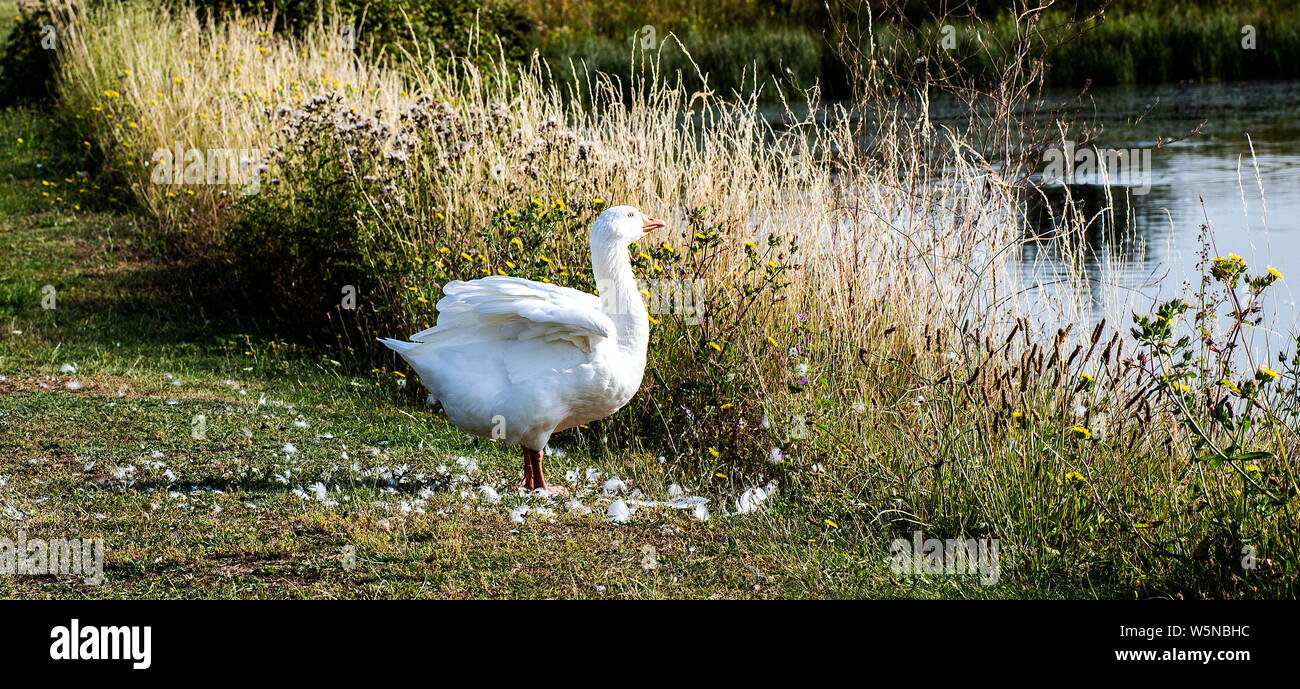 Emden goose hi-res stock photography and images - Alamy