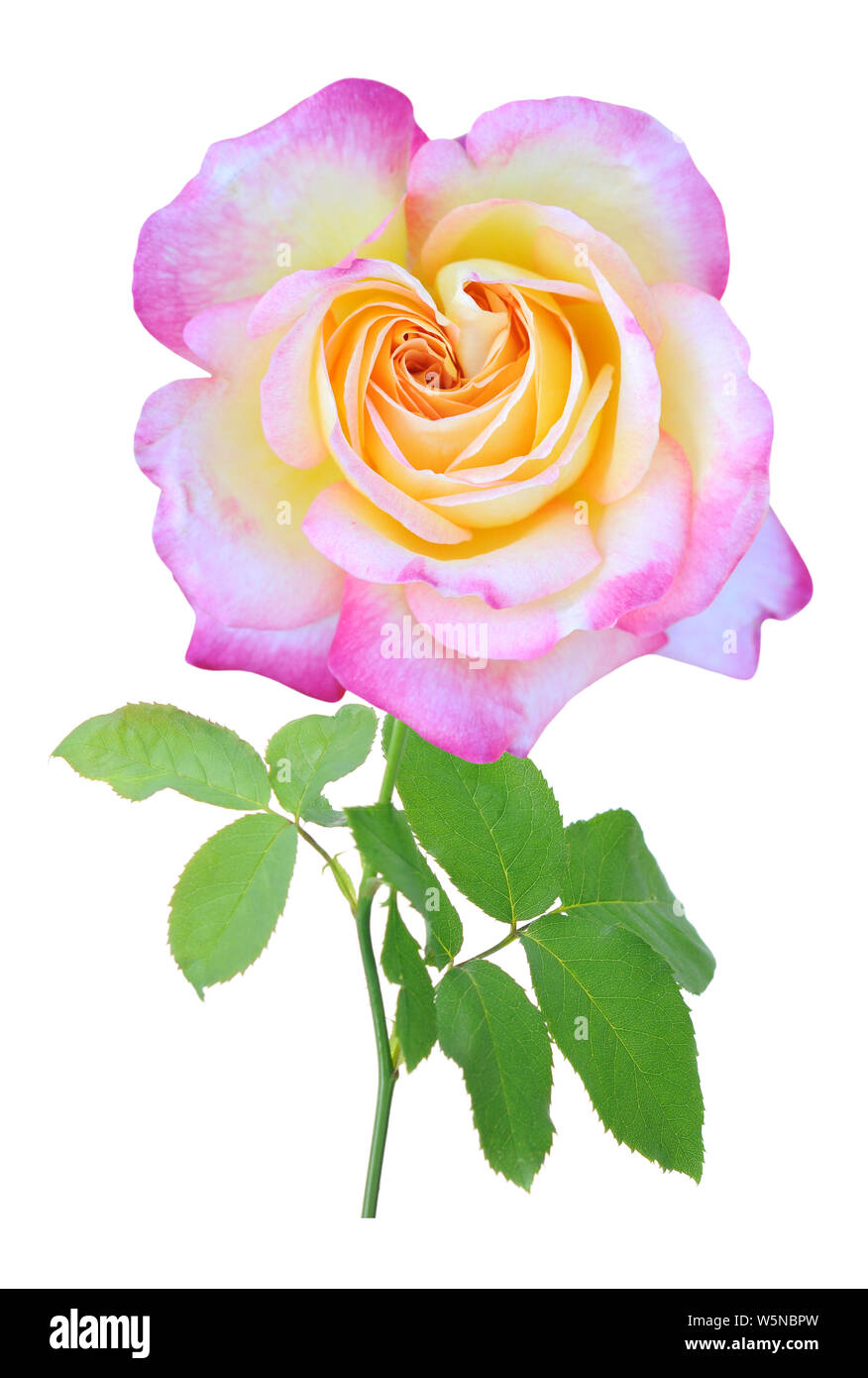 single rose isolated on white Stock Photo - Alamy