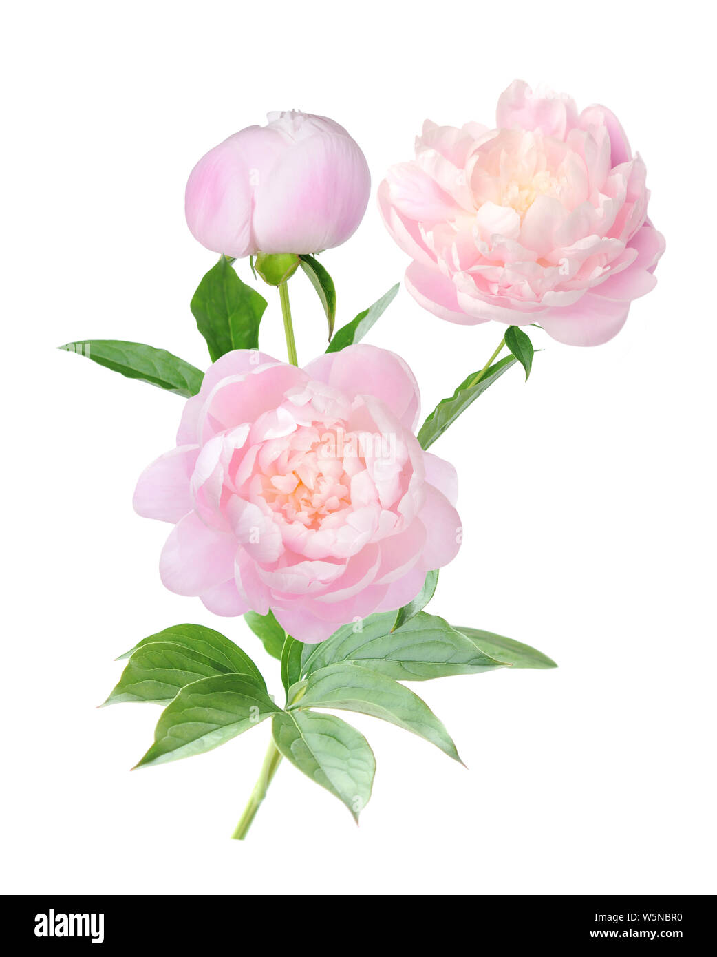 beautiful peony flower isolated on white background Stock Photo - Alamy