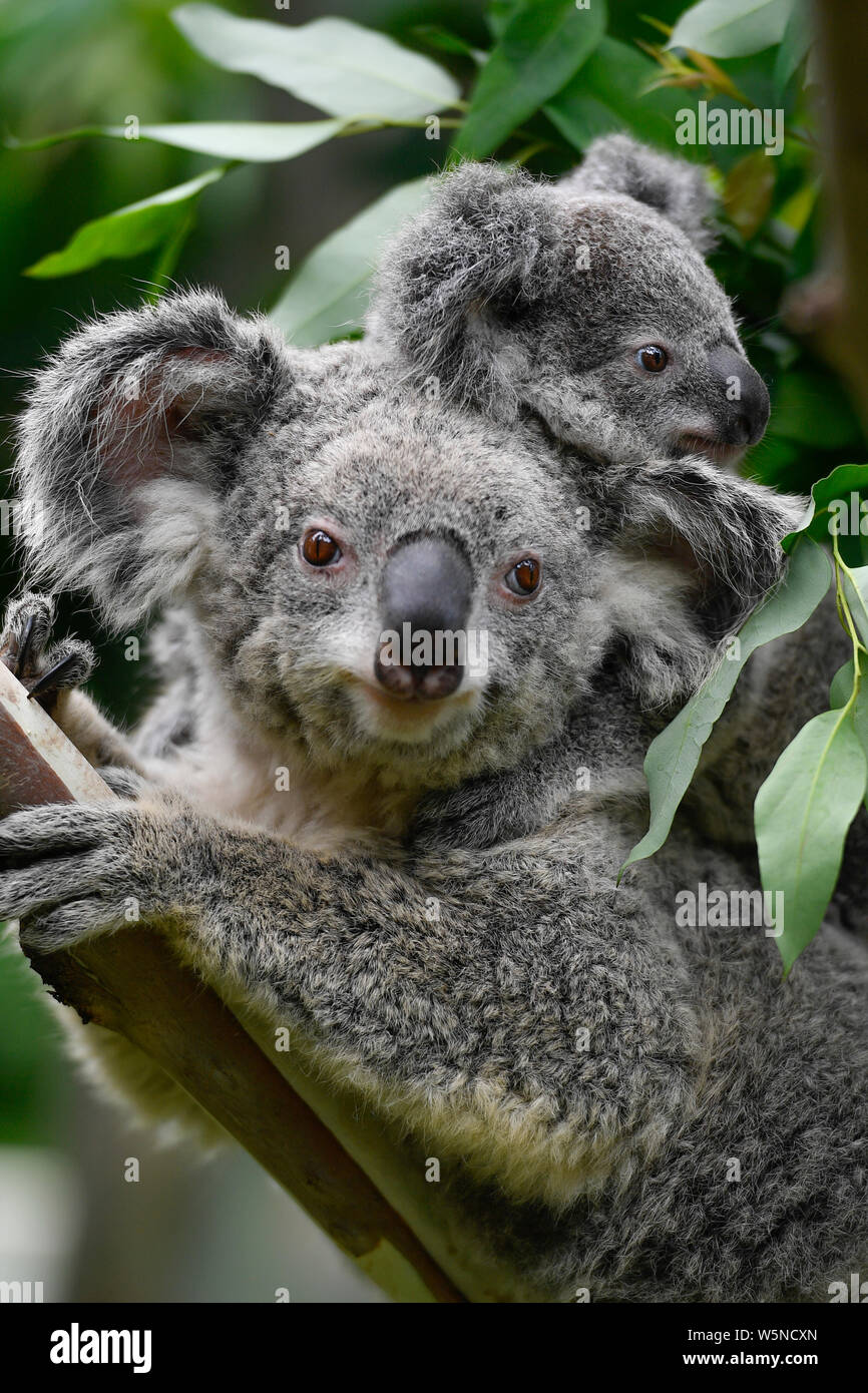 Koalas are pictured at the Guangzhou Chimelong Safari Park in Guangzhou ...