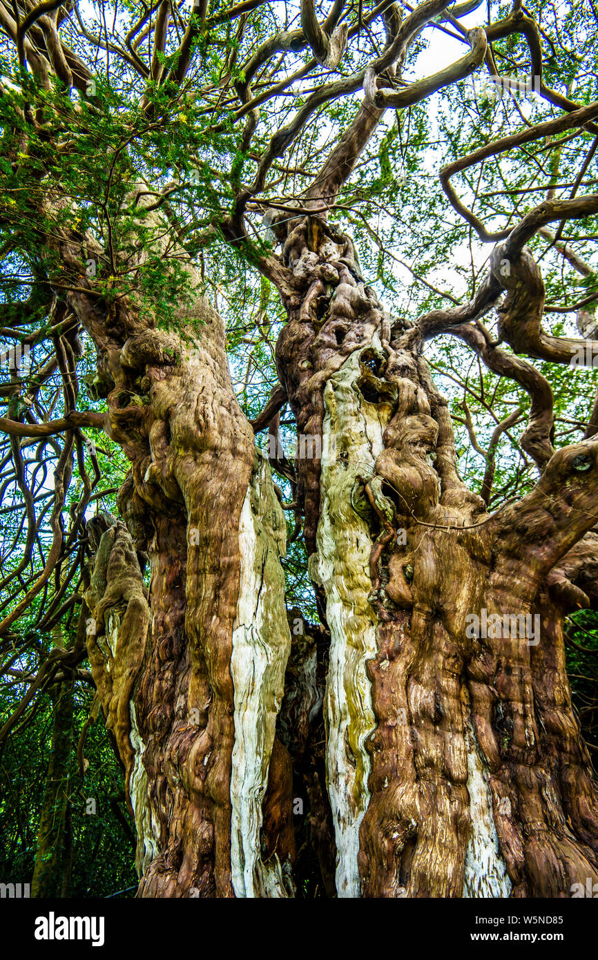 The giant King Harold Yew Tree in Crowhurst graveyard, East Sussex ...