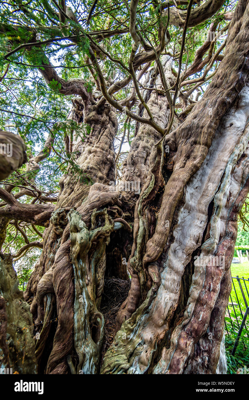 The giant King Harold Yew Tree in Crowhurst graveyard, East Sussex ...