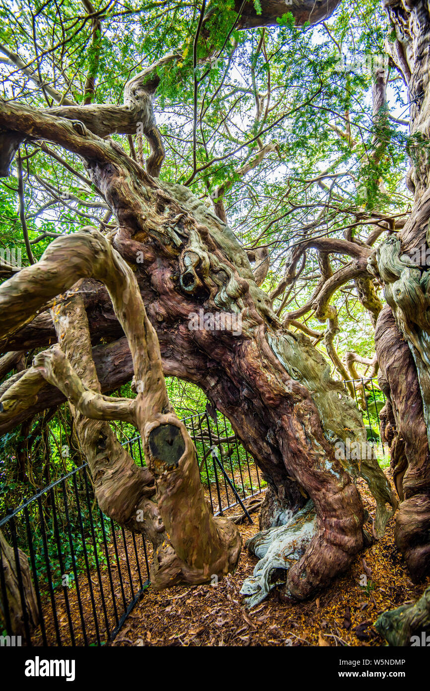 Yew hi-res stock photography and images - Alamy