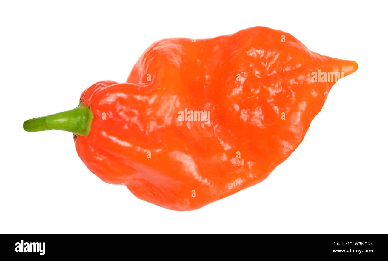 bhut jolokia pepper isolated on white background Stock Photo - Alamy