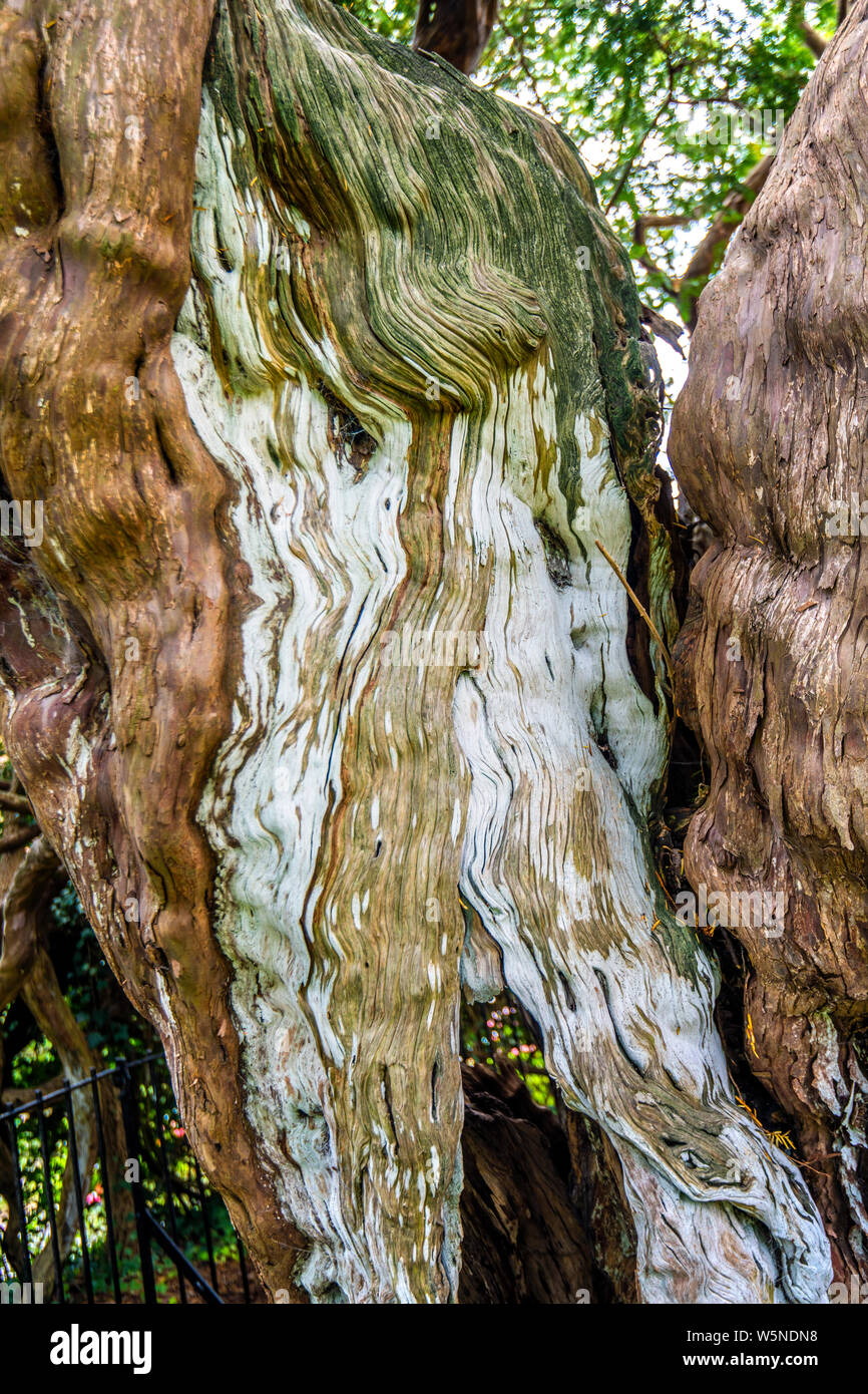 The giant King Harold Yew Tree in Crowhurst graveyard, East Sussex ...