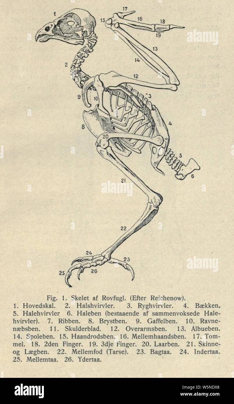 Danmarks fauna hi-res stock photography and images - Alamy