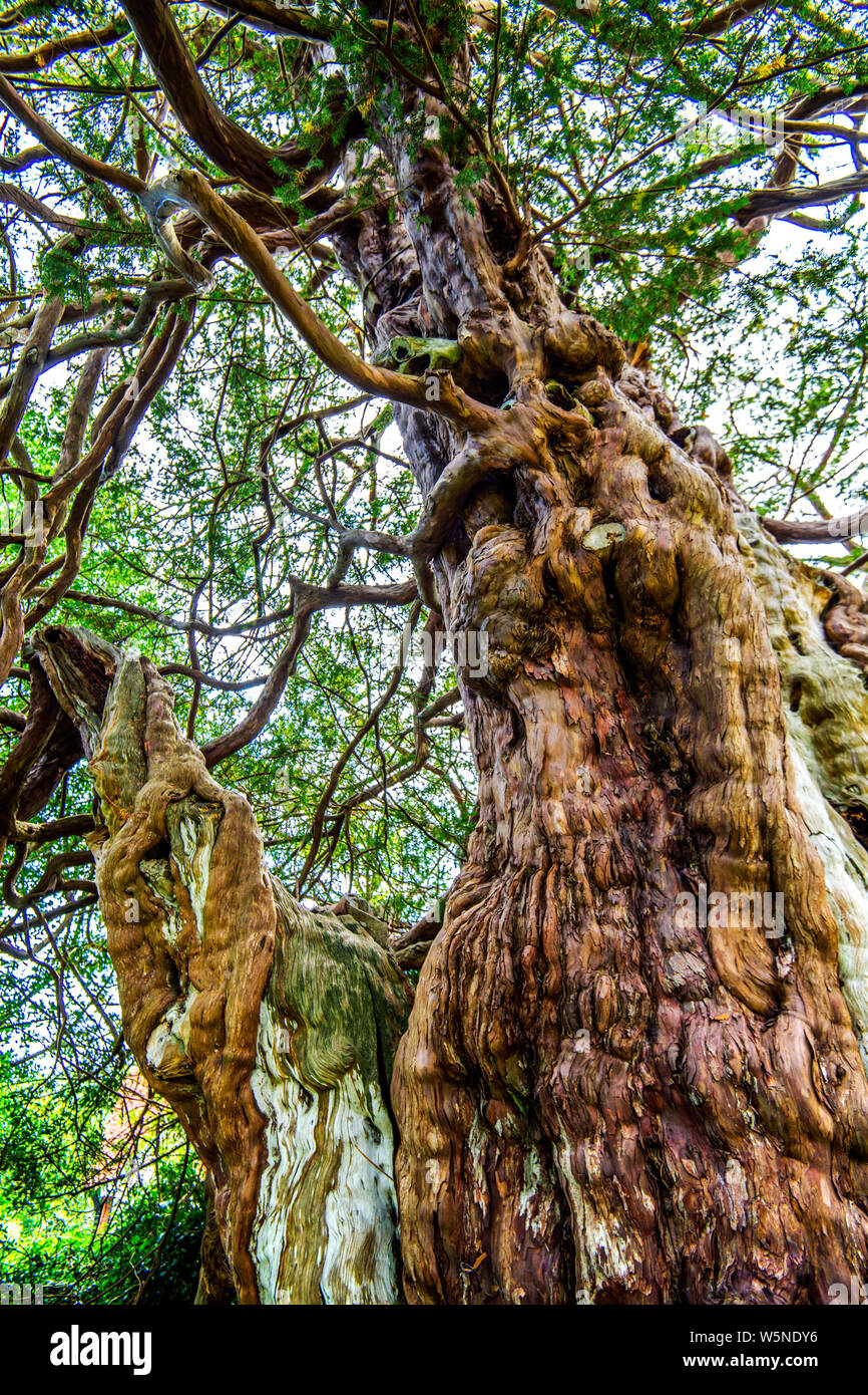 The giant King Harold Yew Tree in Crowhurst graveyard, East Sussex ...