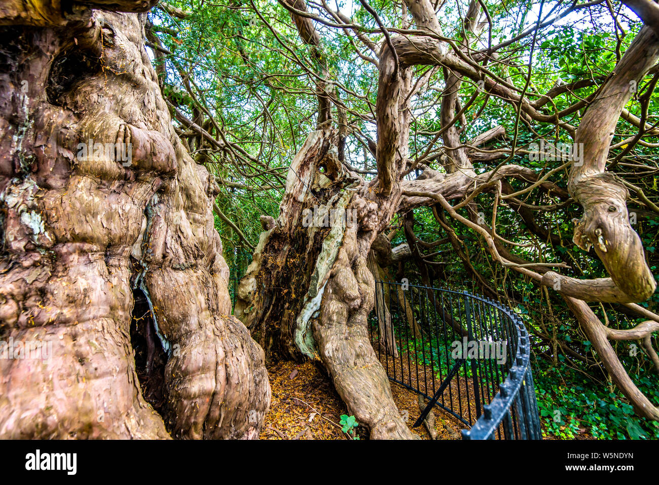Graveyard tree hi-res stock photography and images - Alamy