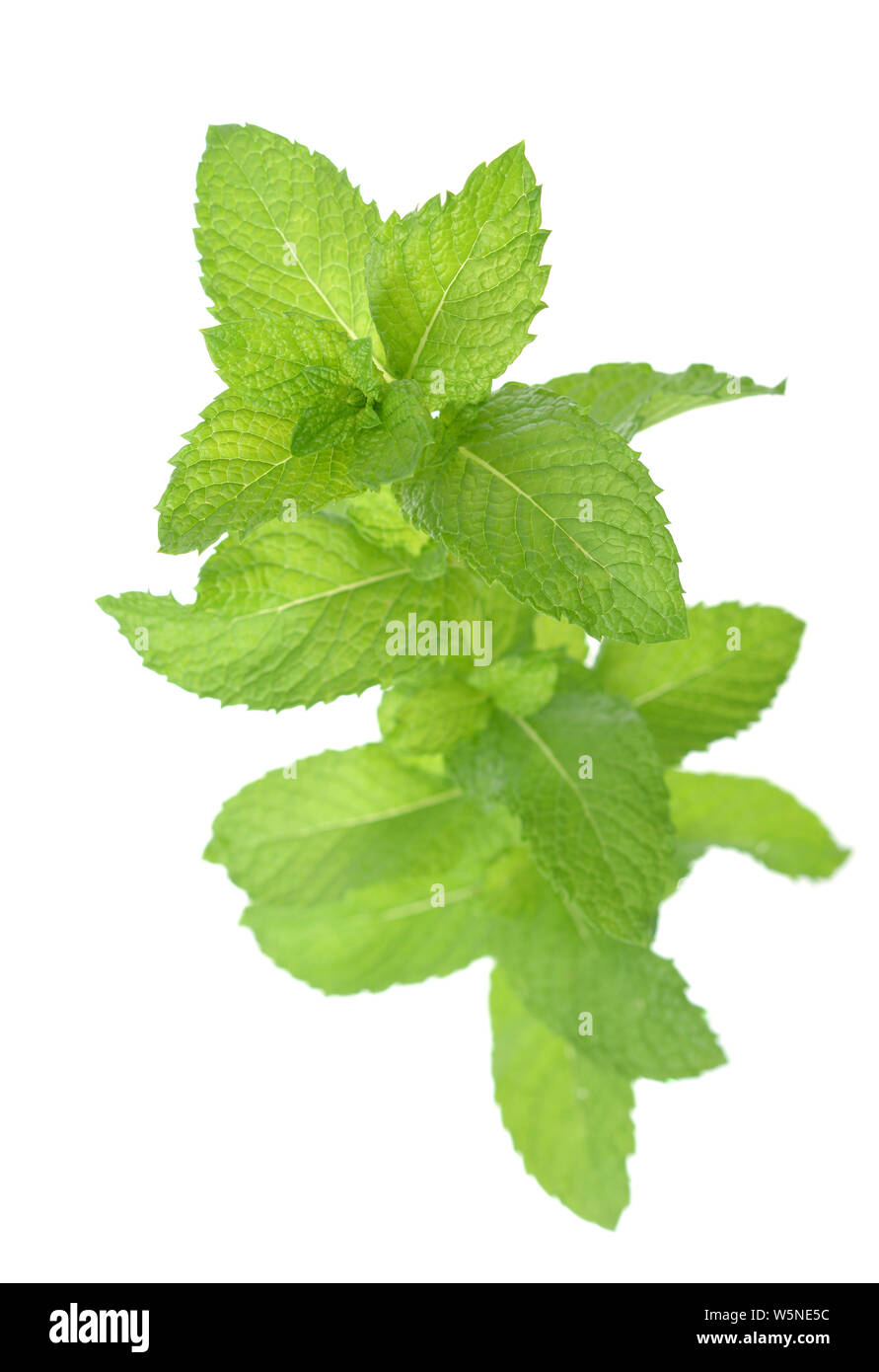 a fresh green mint branch isolated on white Stock Photo - Alamy
