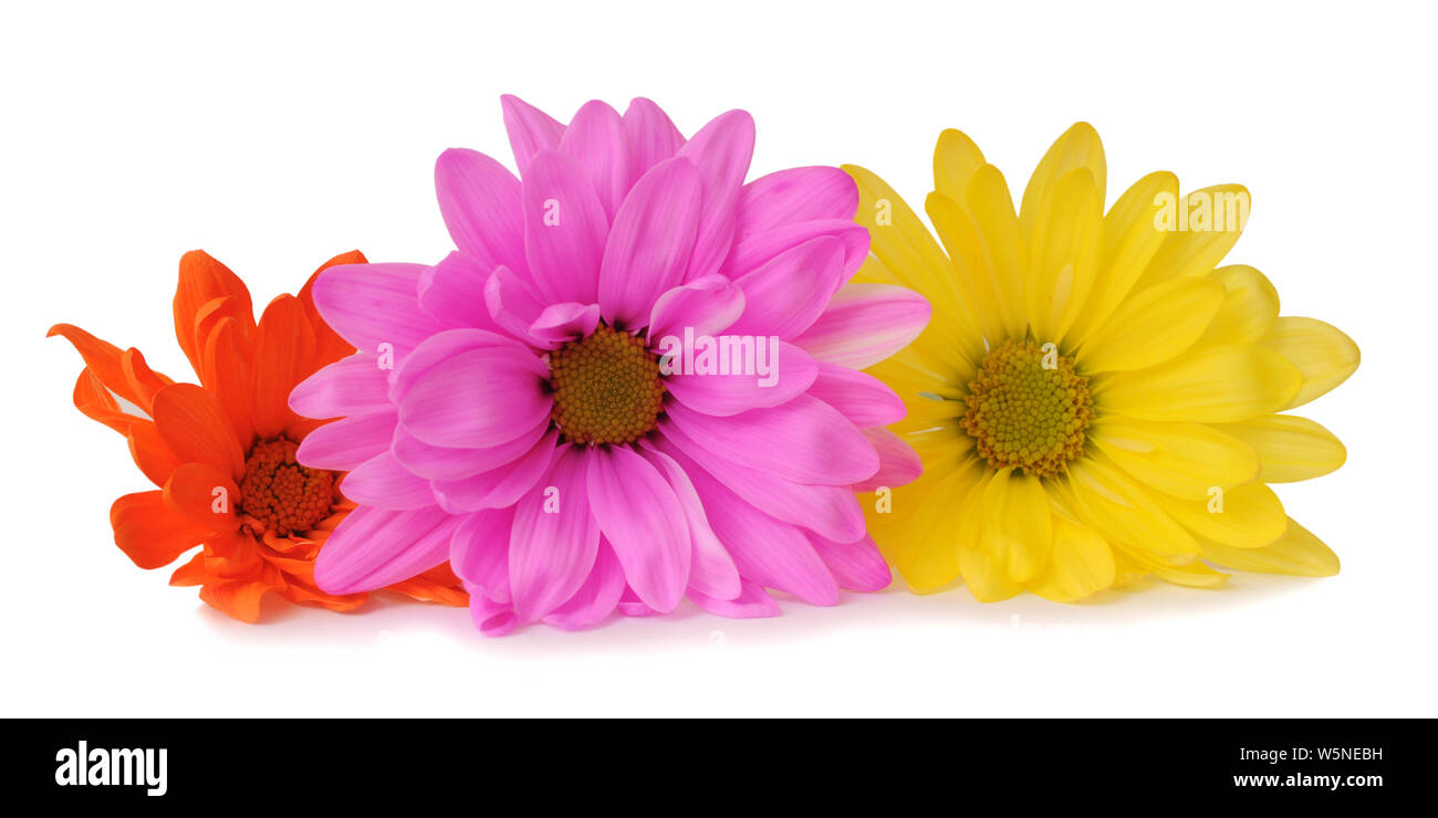 mix of colorful flowers on white background Stock Photo - Alamy