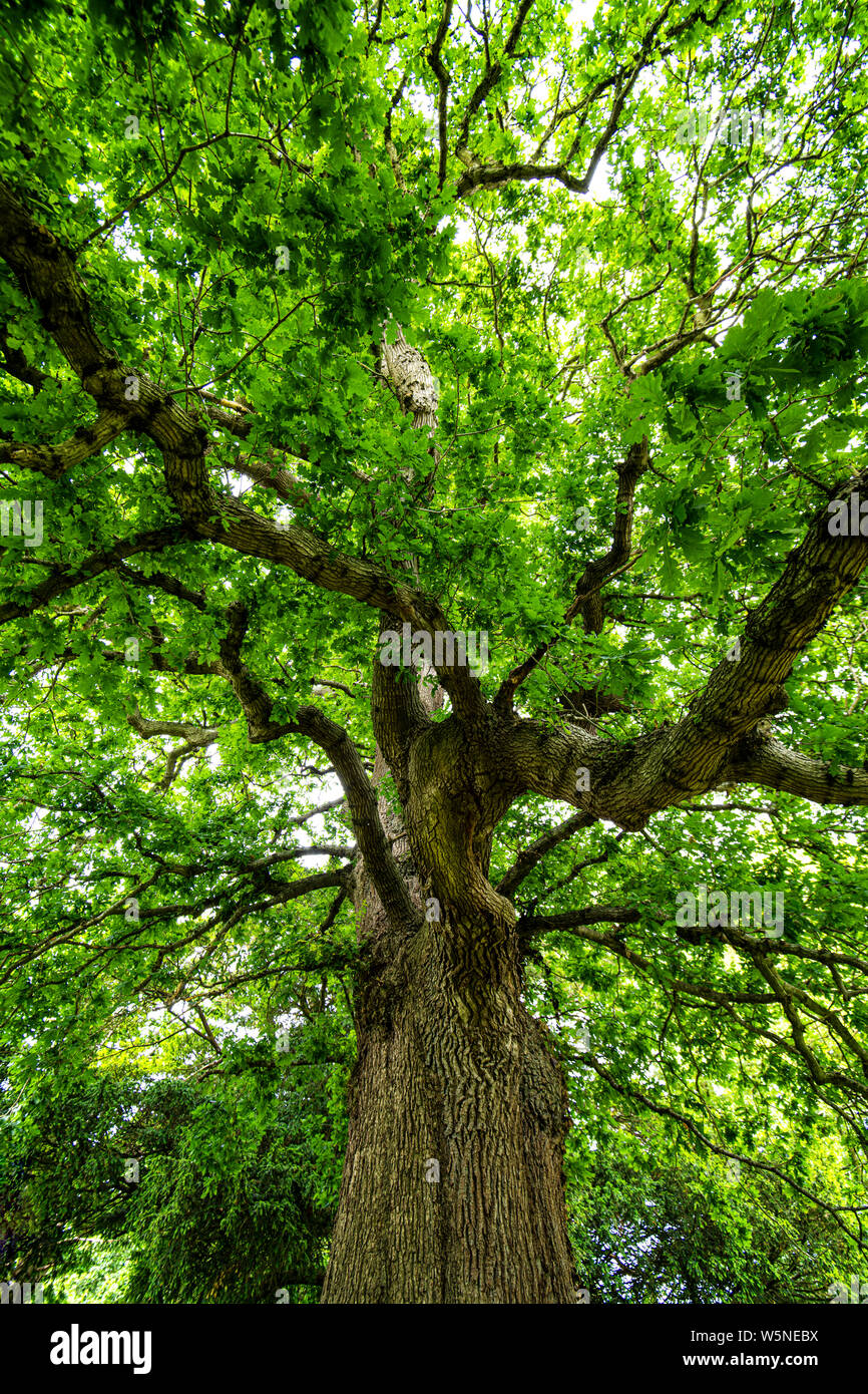 Great oak trees in Crowhurst Churchyard, East Sussex, England Stock ...