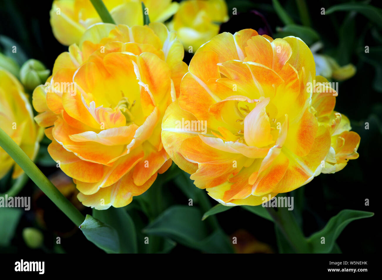 Double bloom tulips hi-res stock photography and images - Alamy