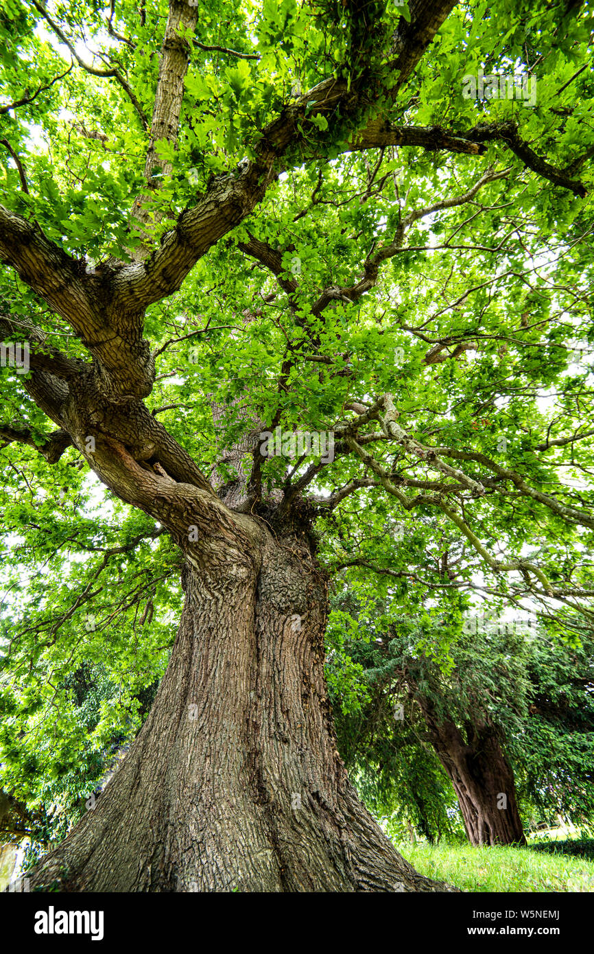 Great oak trees in Crowhurst Churchyard, East Sussex, England Stock ...