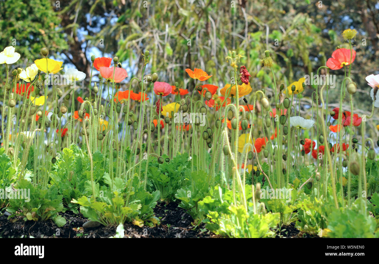 mix colorful poppy flowers in garden under sunshine Stock Photo - Alamy