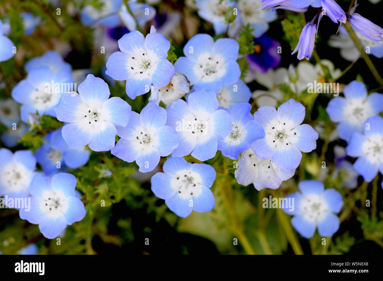 Blue Primrose You And Me