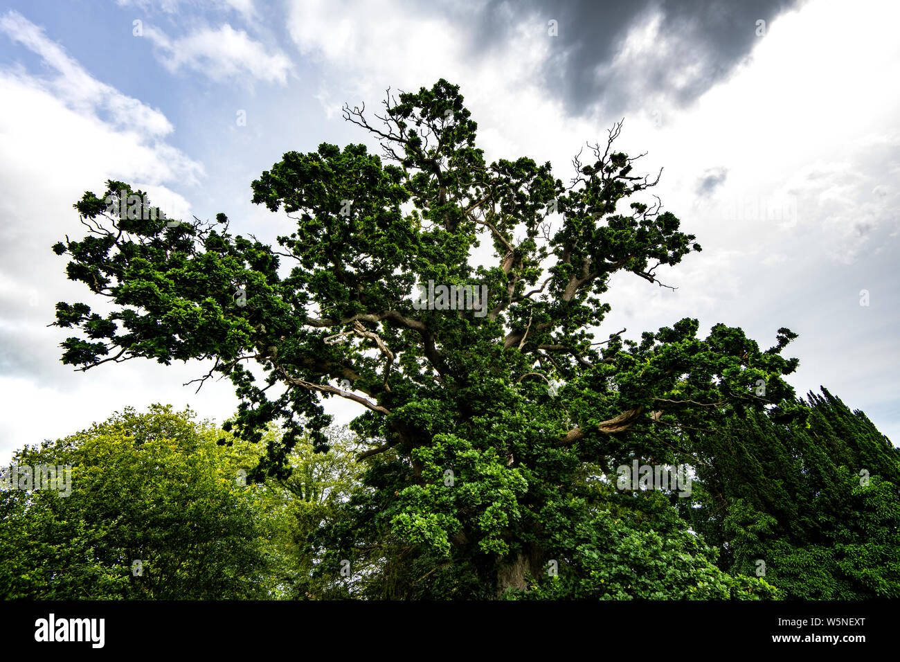 Great oak trees in Crowhurst Churchyard, East Sussex, England Stock ...