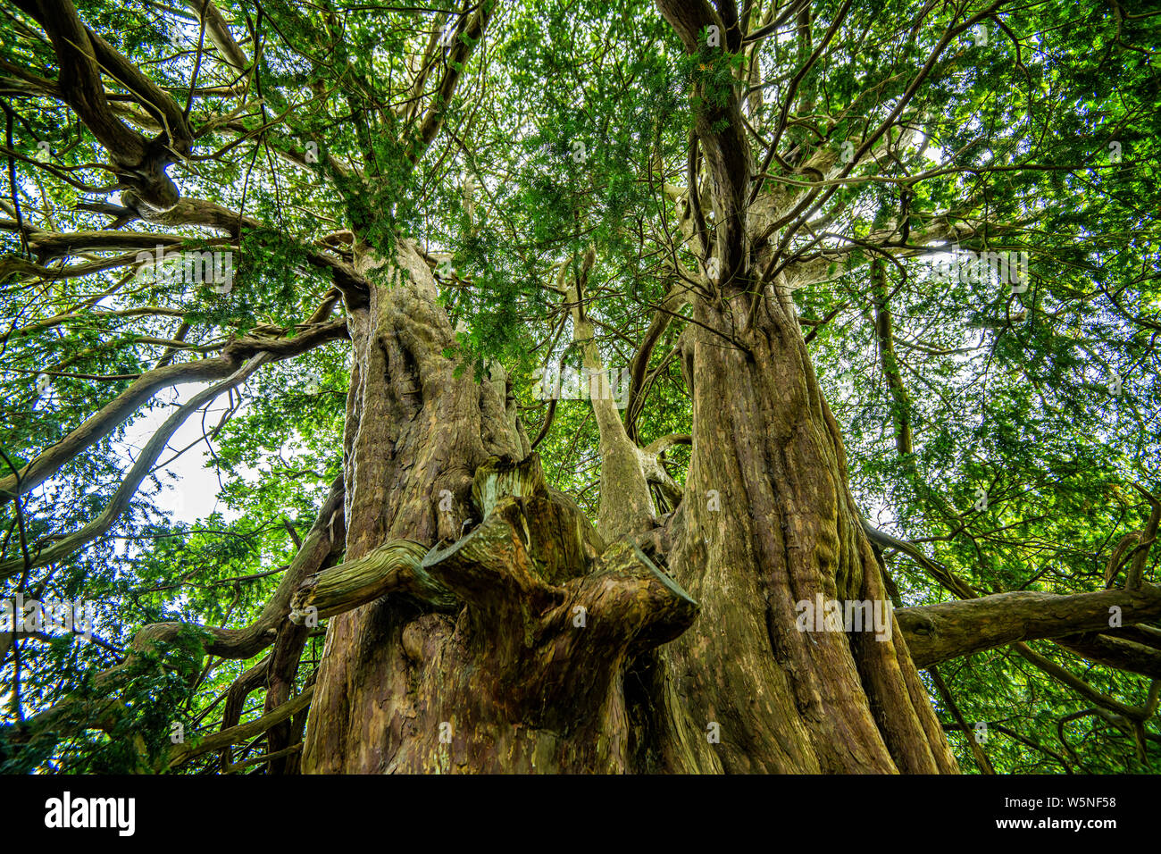 Pair of Great Yew trees in Crowhurst Churchyard, East Sussex, England ...