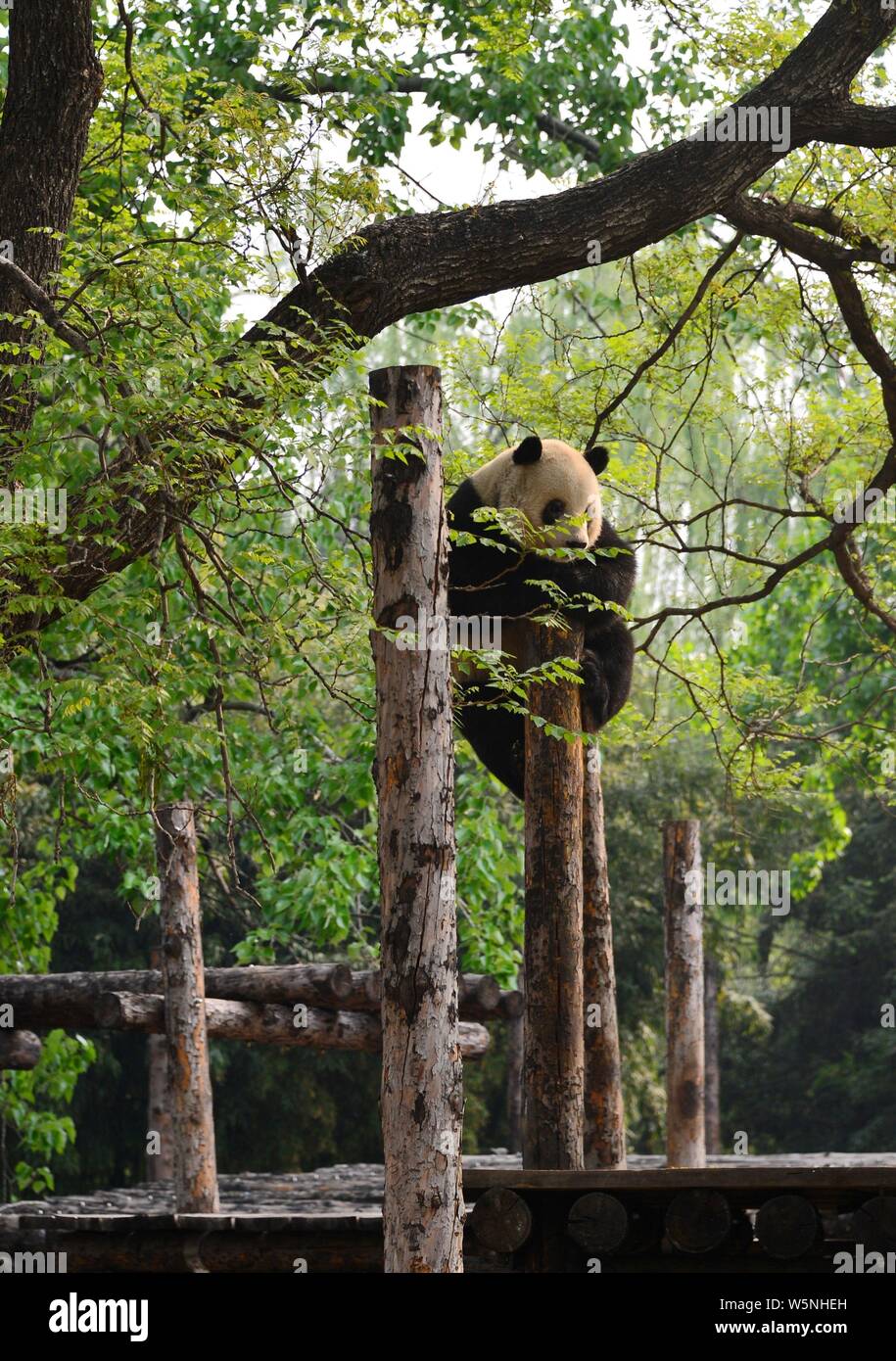 The male giant panda Meng Er exercises after having meals on a tree at ...