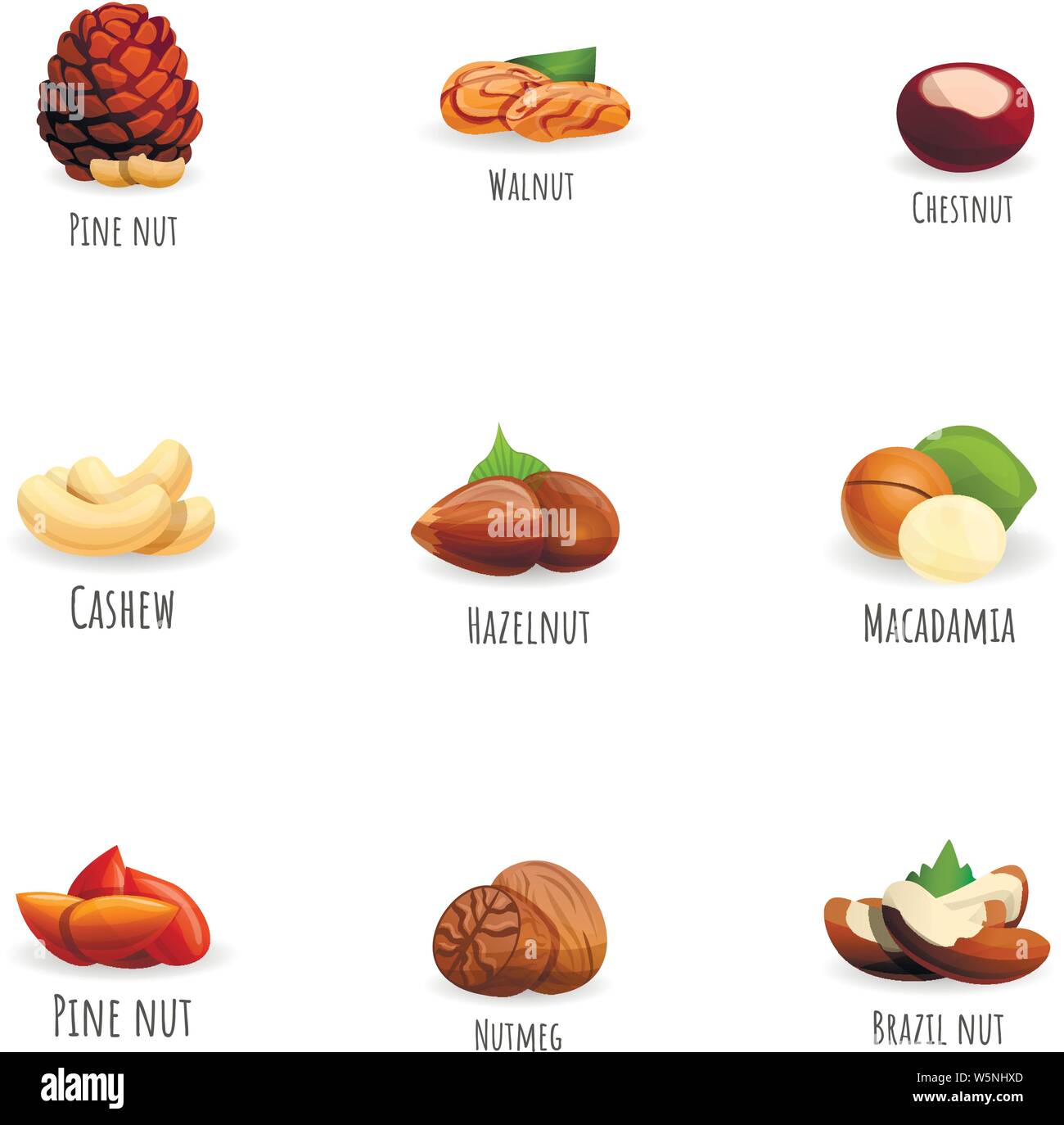 Nuts icon set. Cartoon set of 9 nuts vector icons for web design ...