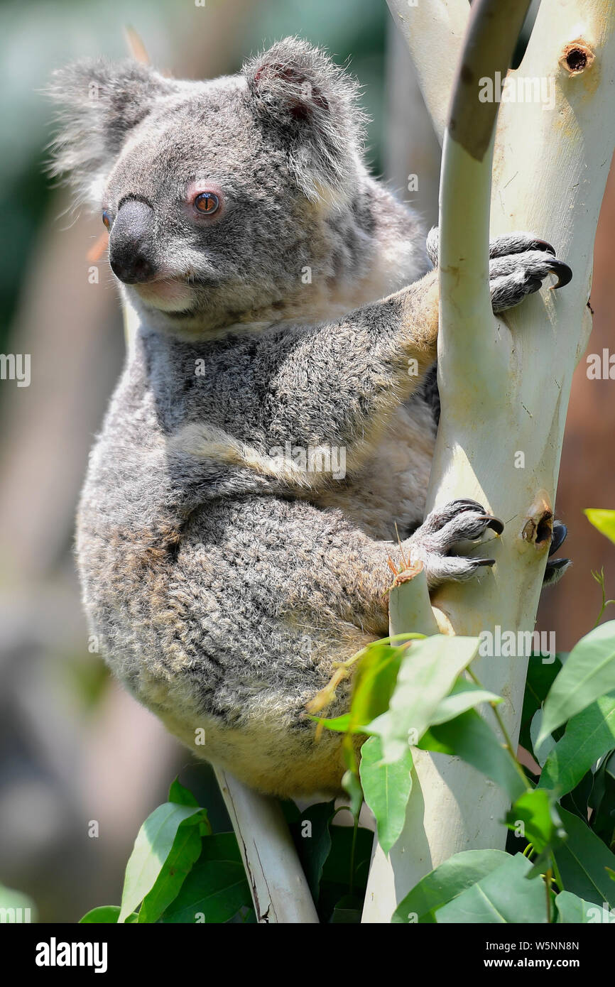 A koala is pictured at the Guangzhou Chimelong Safari Park in Guangzhou ...