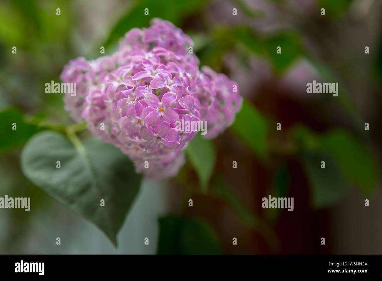 A bunch of lilac bloomed in early spring in early May Stock Photo - Alamy