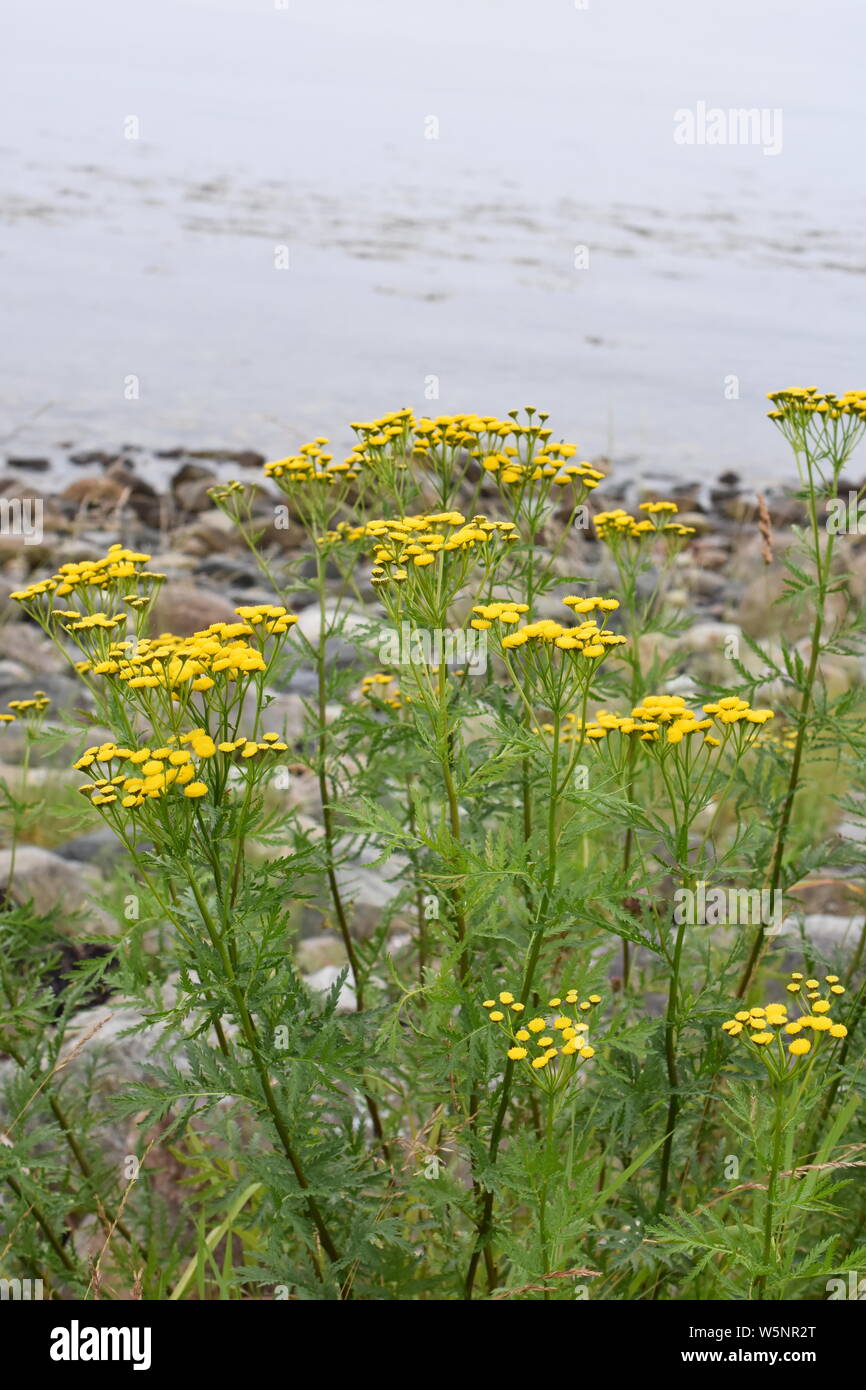 Yellow tansy Tanacetum vulgare growing by the seaside Stock Photo - Alamy