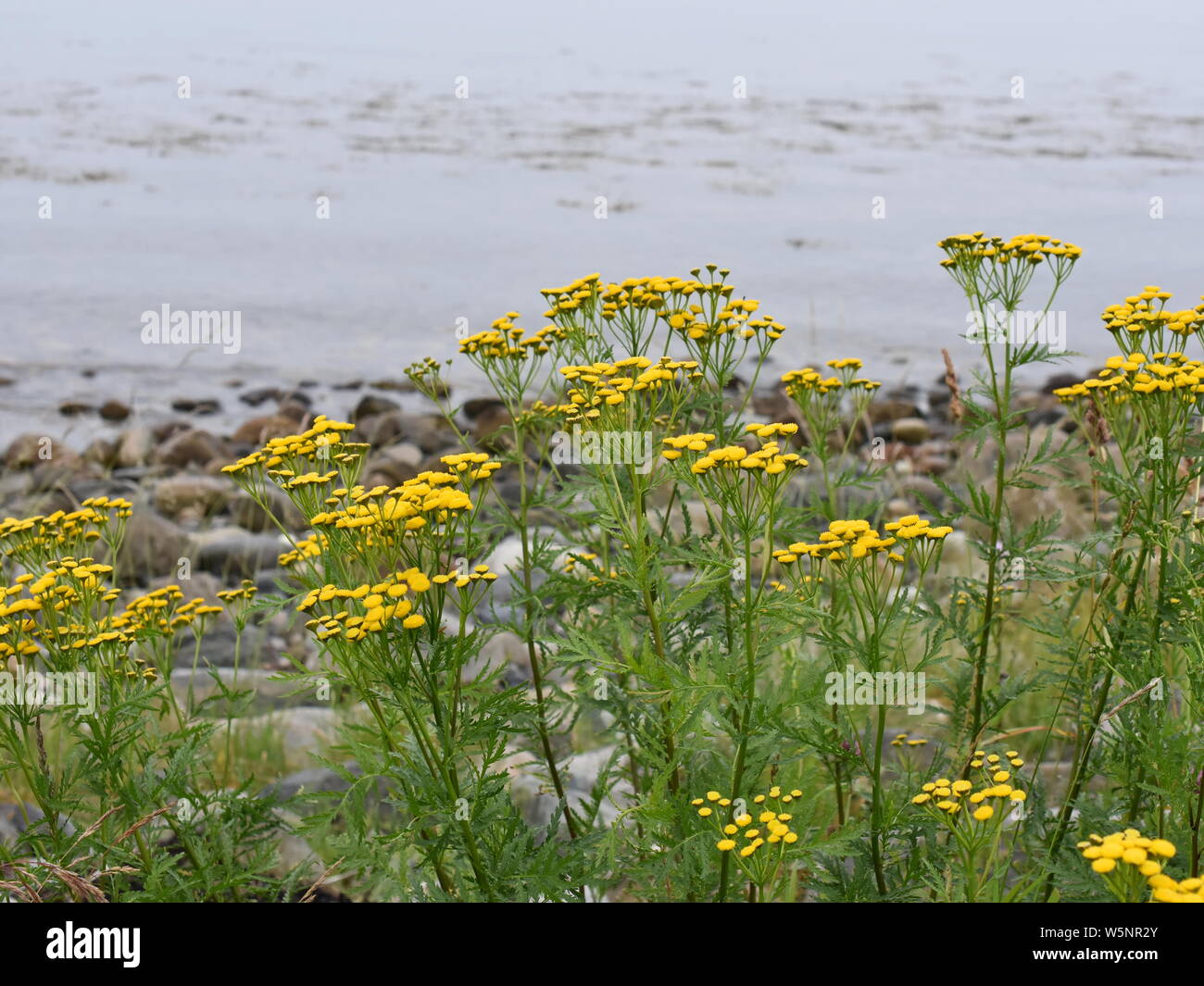 Yellow tansy Tanacetum vulgare growing by the seaside Stock Photo - Alamy